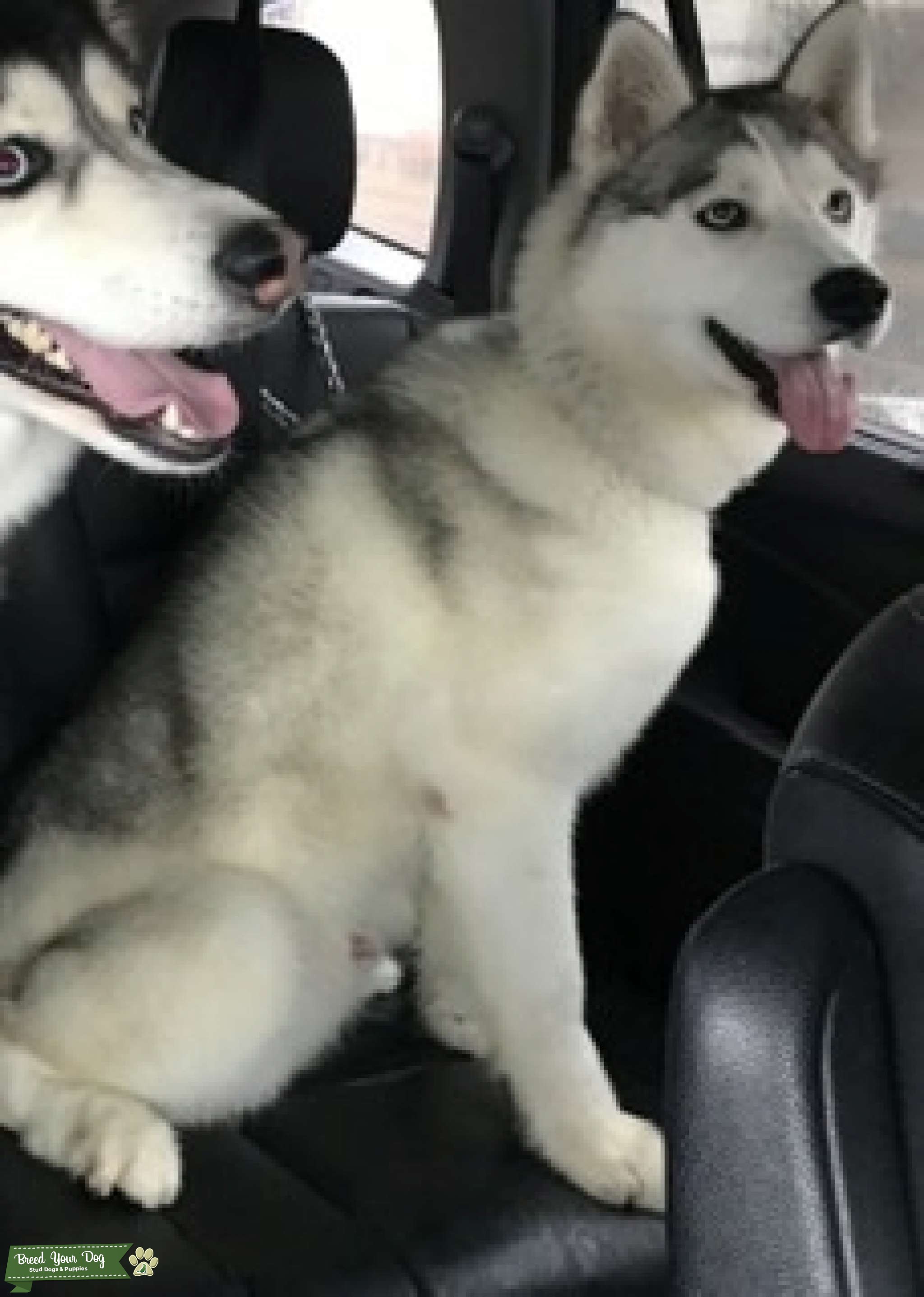 Siberian Husky - Stud Dog in USA, Australia | Breed Your Dog