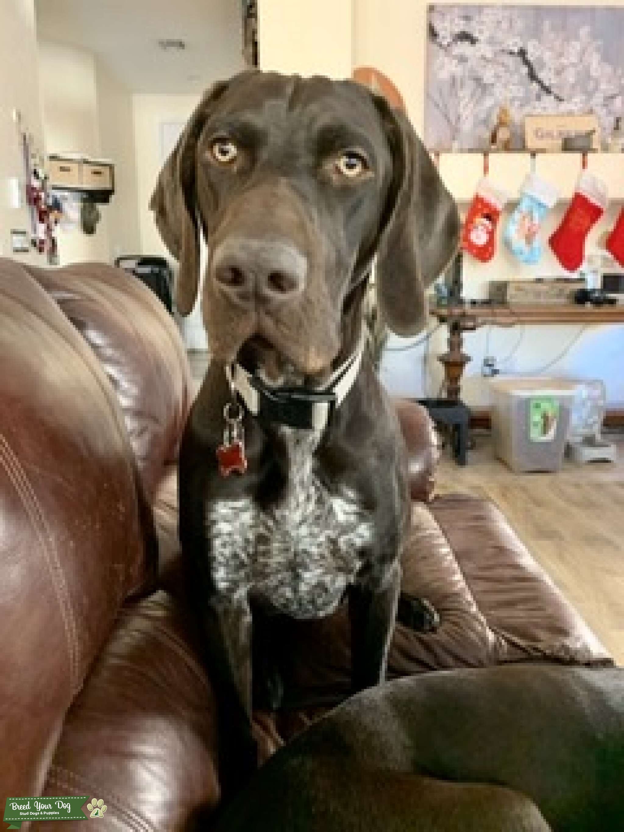 GSP Stud - Stud Dog in Phoenix, United States | Breed Your Dog