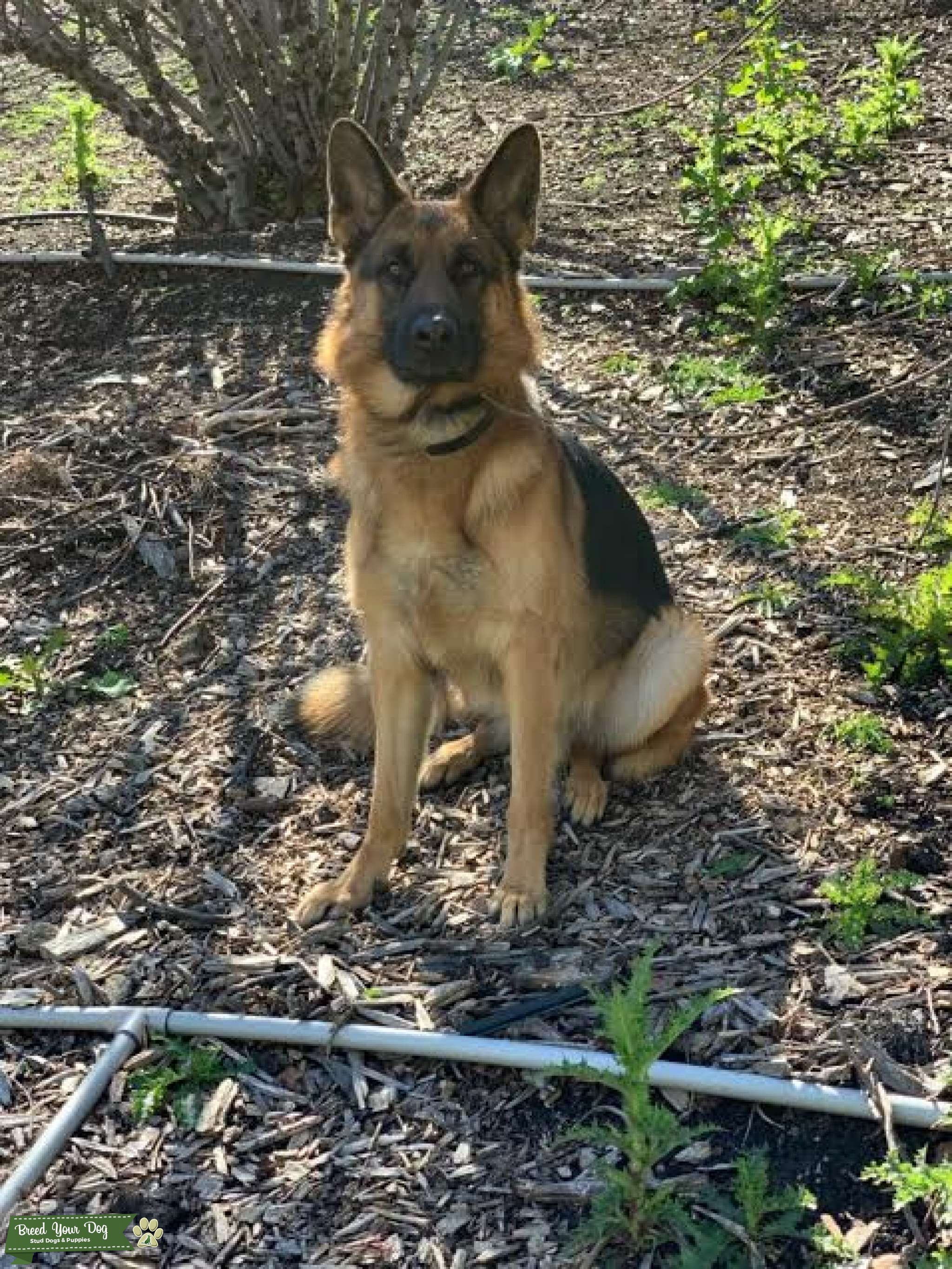 World Class German Shepherd - Stud Dog in California, the United States ...