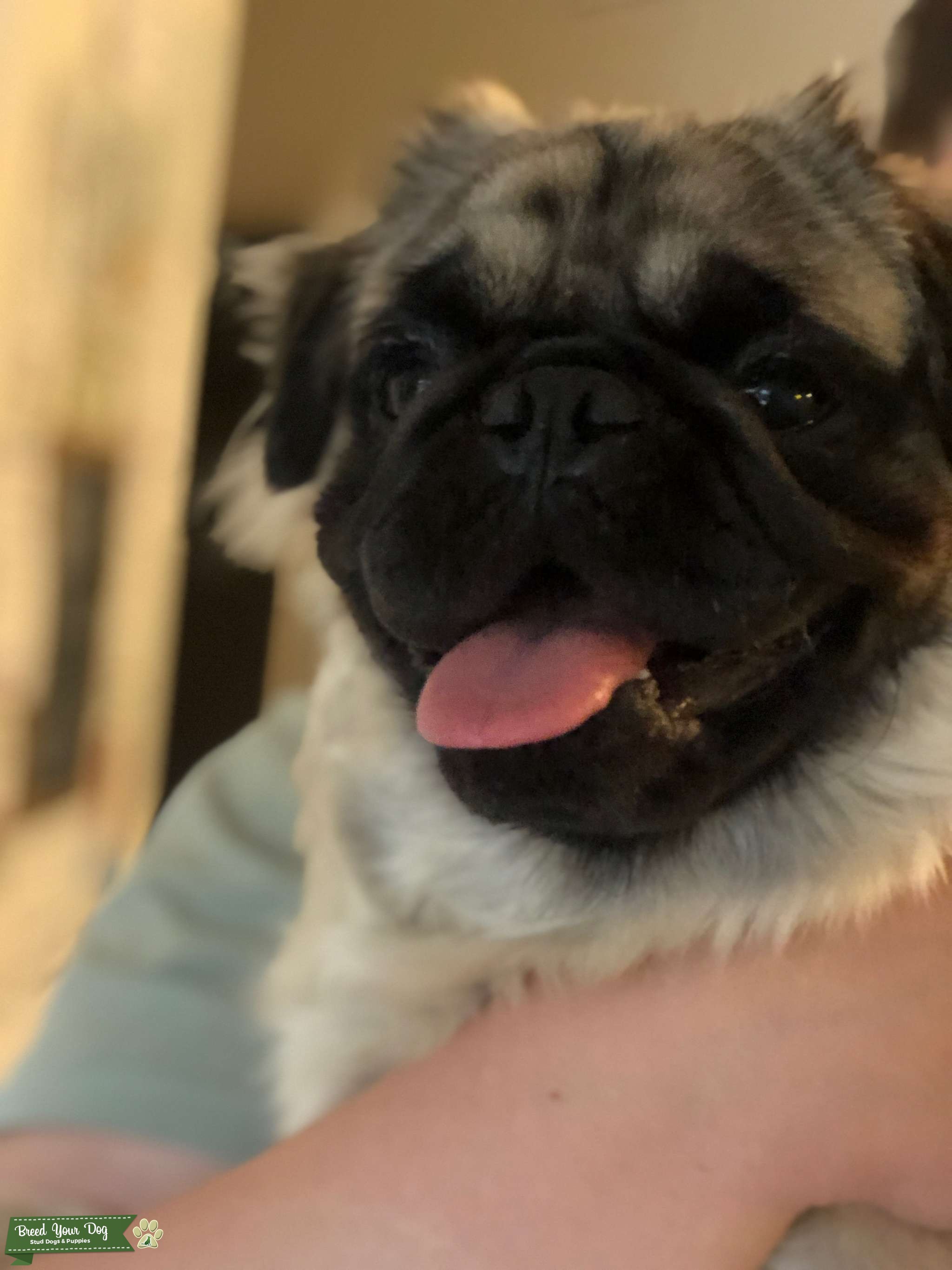 Fluffy Pug For Stud - Stud Dog in South Carolina, United States | Breed ...