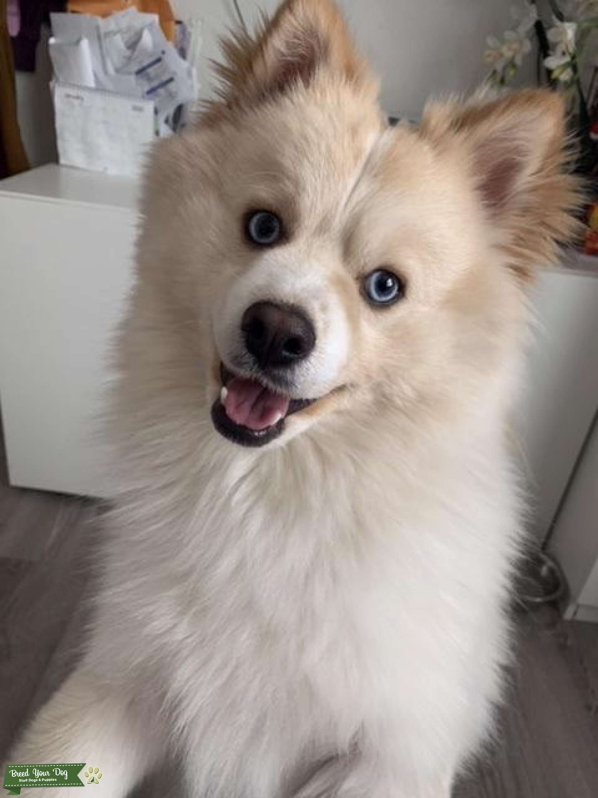 Pomsky - Stud Dog in California, the United States | Breed Your Dog