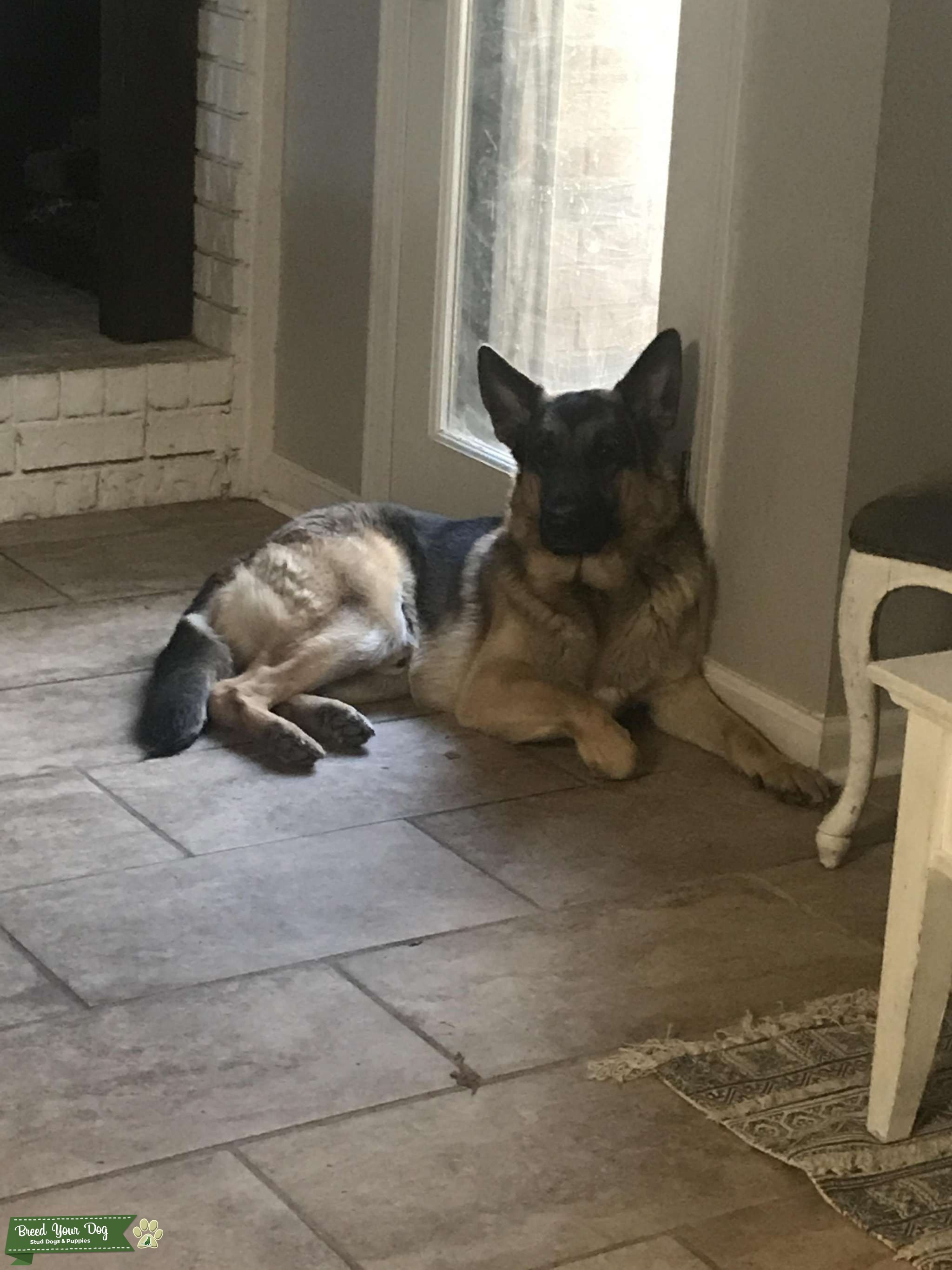 Champion blood line German Shepherd - Stud Dog in Memphis , the United ...