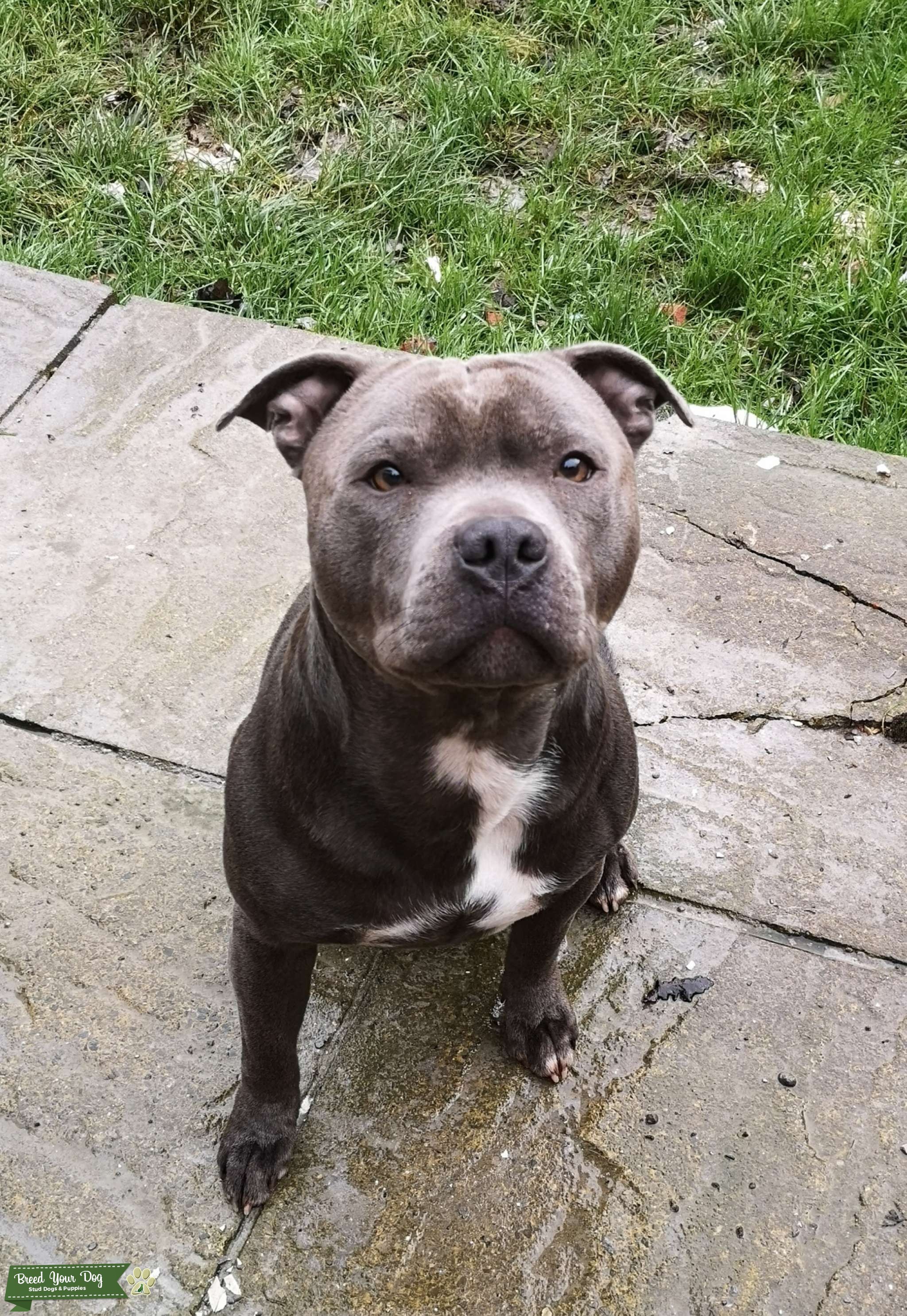 Blue Staff Stud - Stud Dog in Wales, the United States | Breed Your Dog