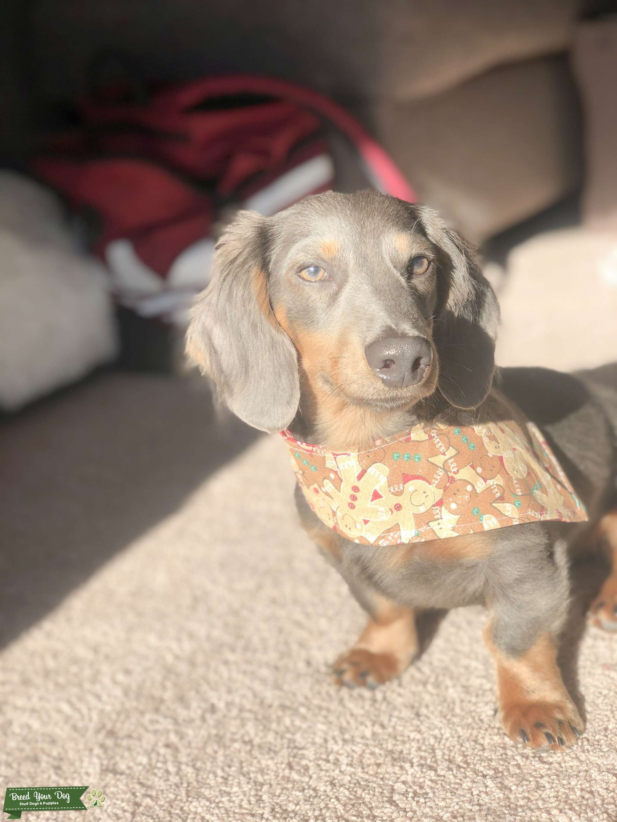 Blue Long Hair Dachshund - Stud Dog in Jacksonville, NC, United States ...