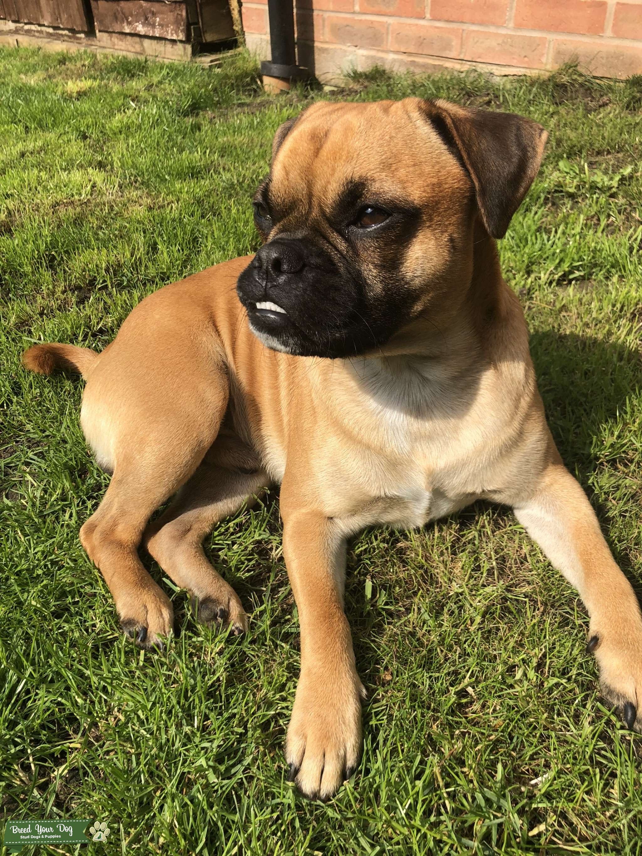 Pug cross Chihuahua - Stud Dog in Wiltshire, United States | Breed Your Dog