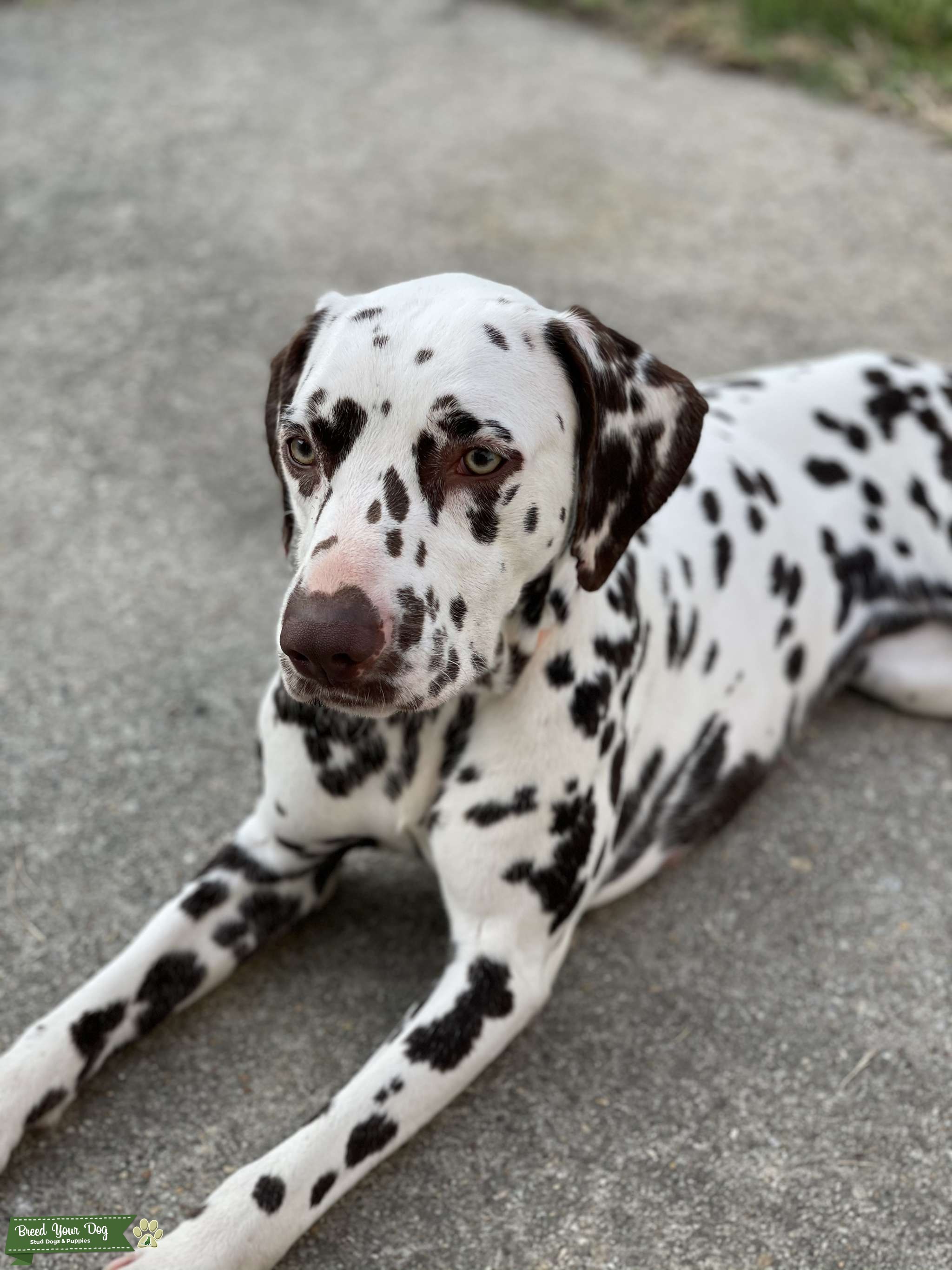 Liver spotted Dalmatian - Stud Dog in Virginia, the United States ...