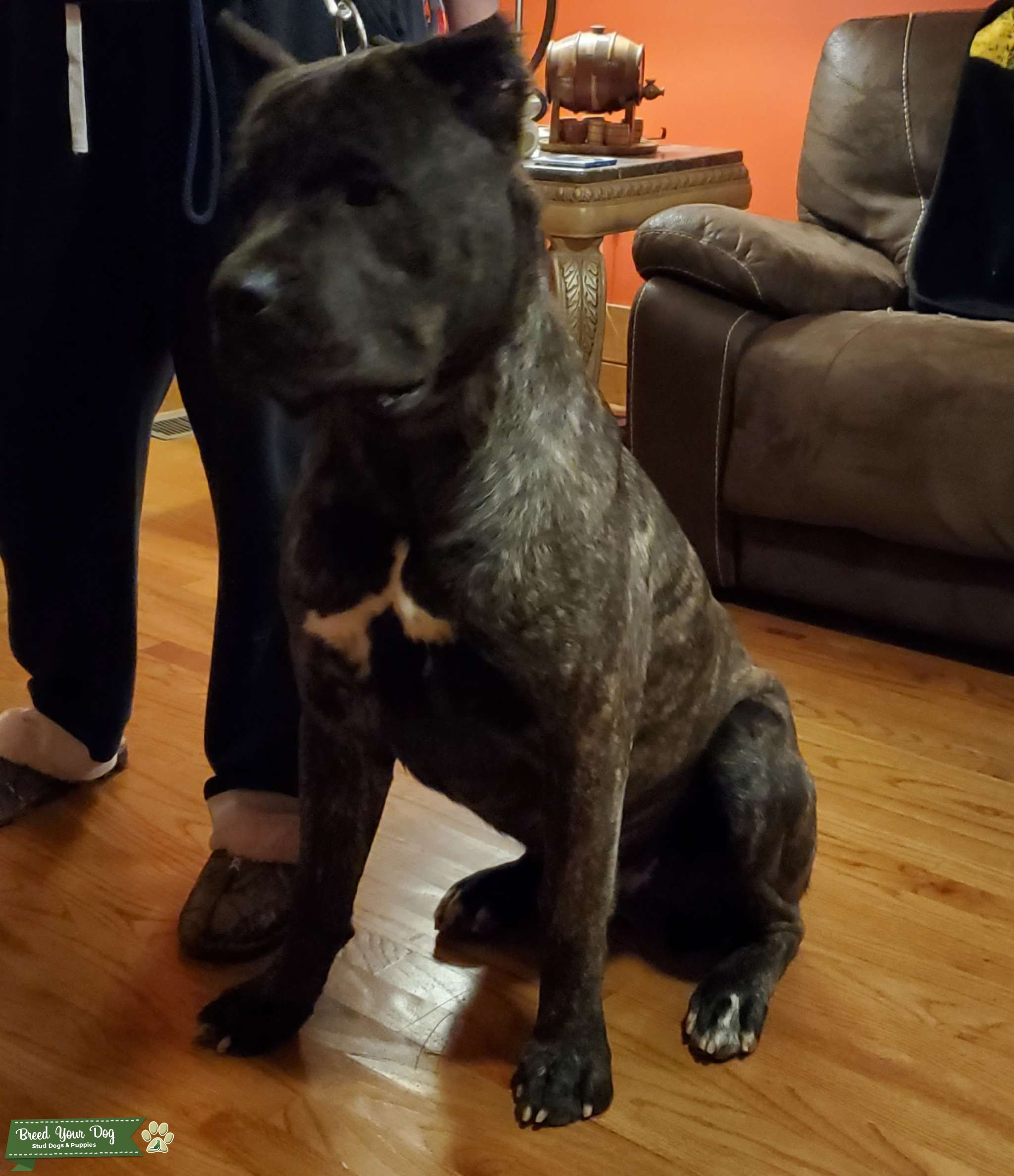 225 Lb ICCF Cane Corso for Stud - Stud Dog in Ga, the United States ...