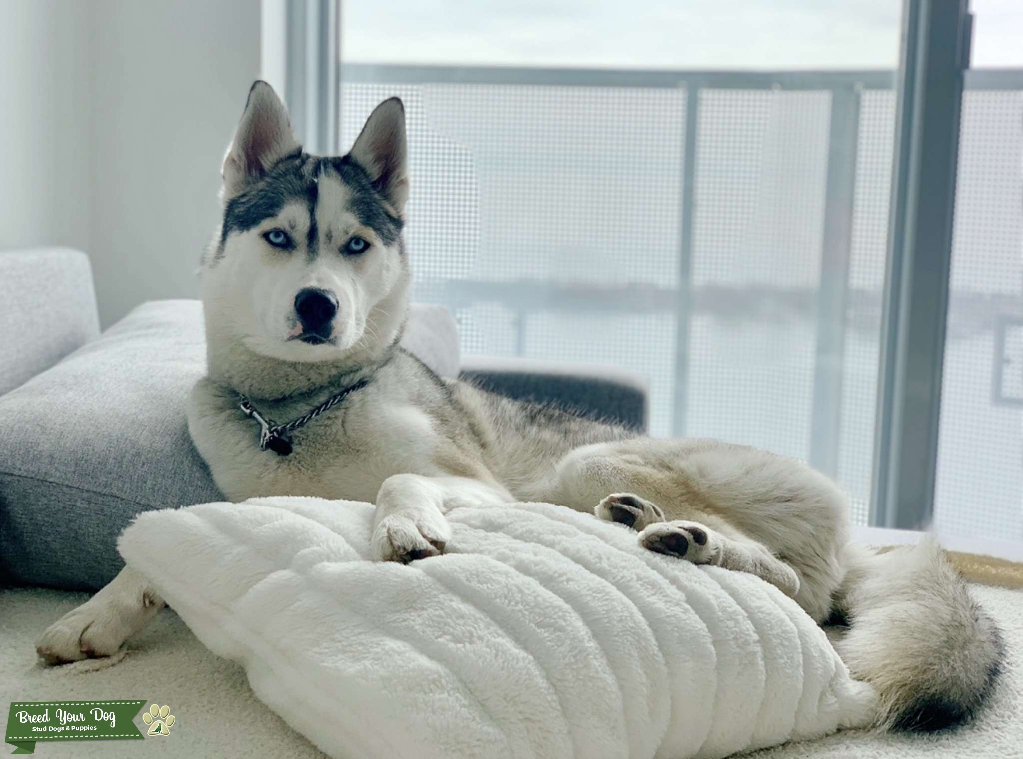 Handsome Husky Looking for a Mate - Stud Dog in Toronto, the United ...