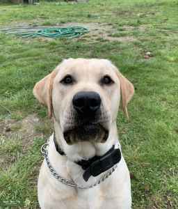 (AKC)Male Pure Bred Yellow Labrador (Stud) - Stud Dog in North America ...