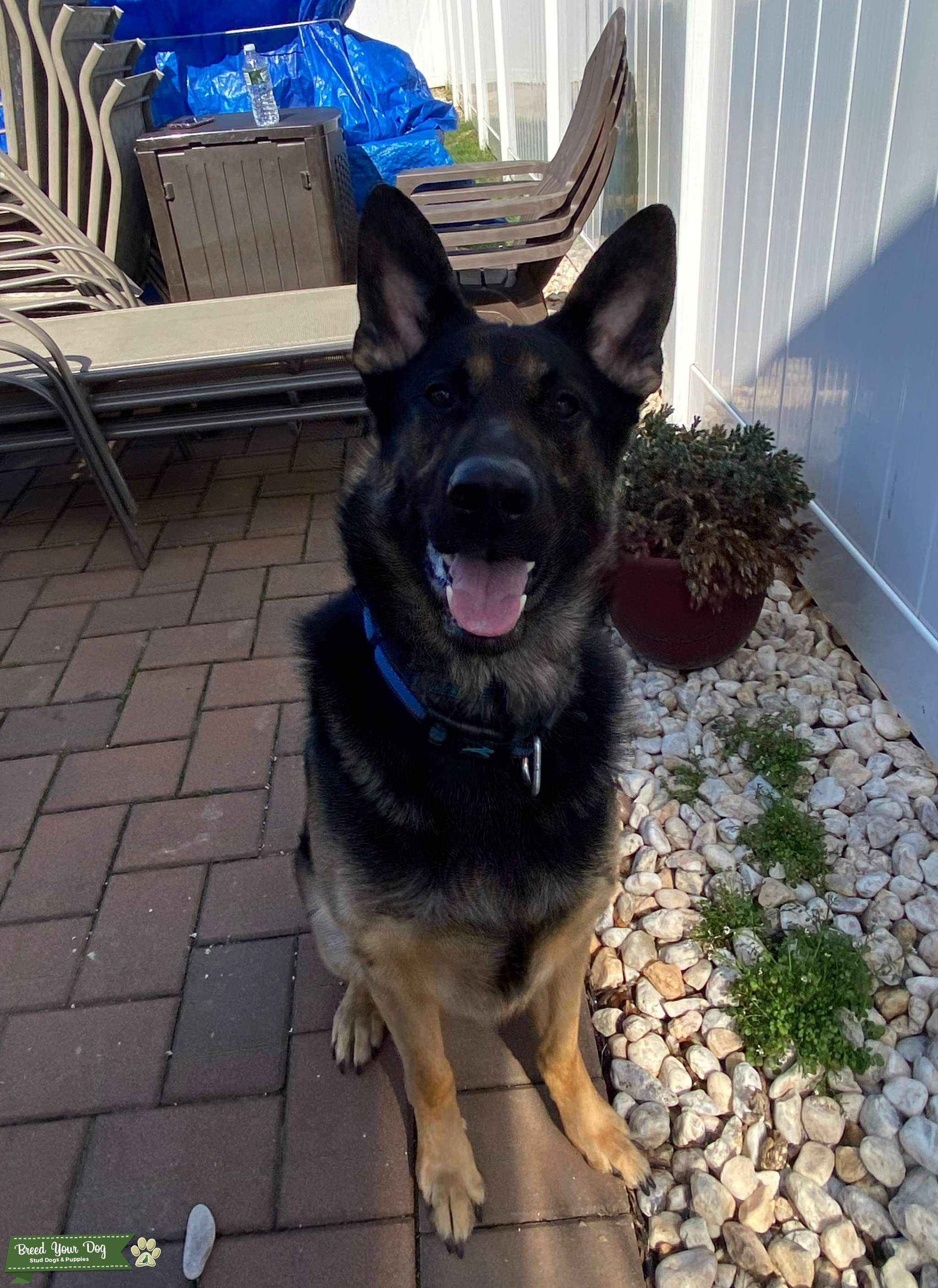 AKC Certified Purebred German Shepherd Male Tan/Black - Stud Dog in ...