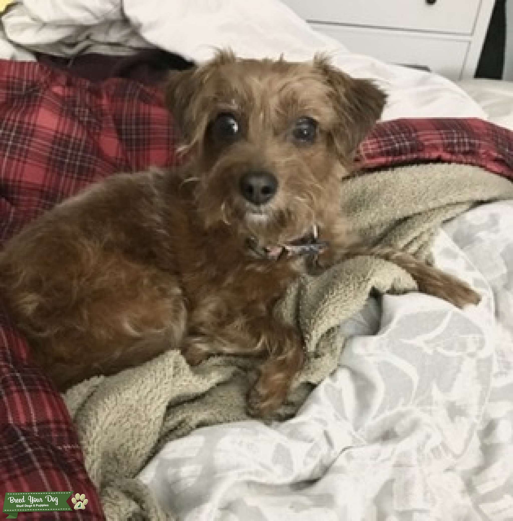 Our adorable mini jack-a-poo looking for a toy stud - Stud Dog in ...