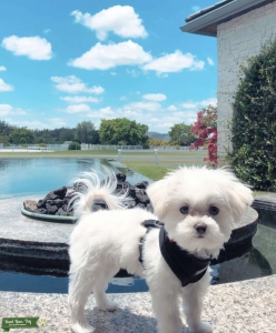 3LB Full Grown White Male Morkie - Stud Dog in FL, the United States ...
