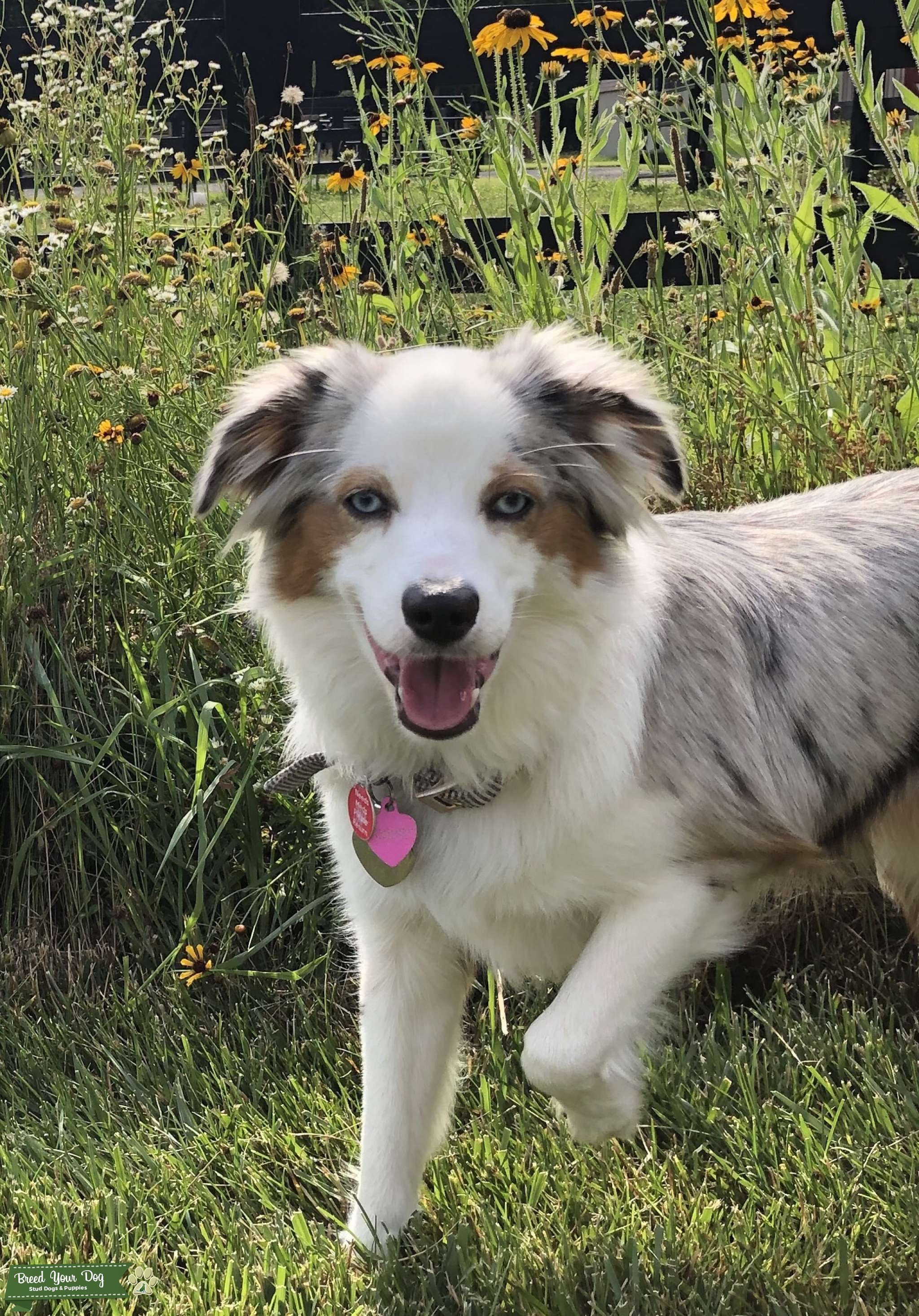 Blue Merle mini aussie - Stud Dog in North Jersey, the United States ...