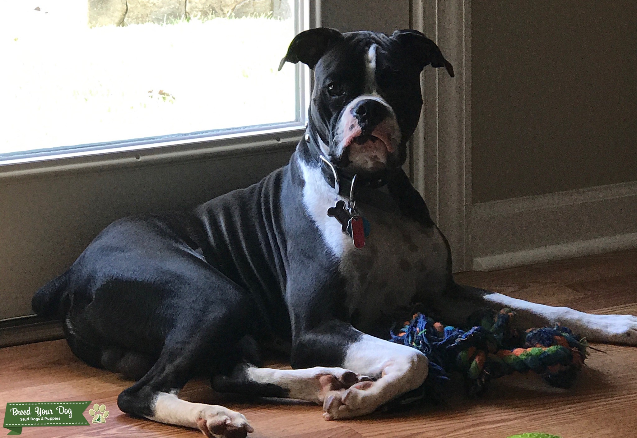 CKC Reverse Brindle Boxer Pure Bred - Stud Dog in North Carolina ...