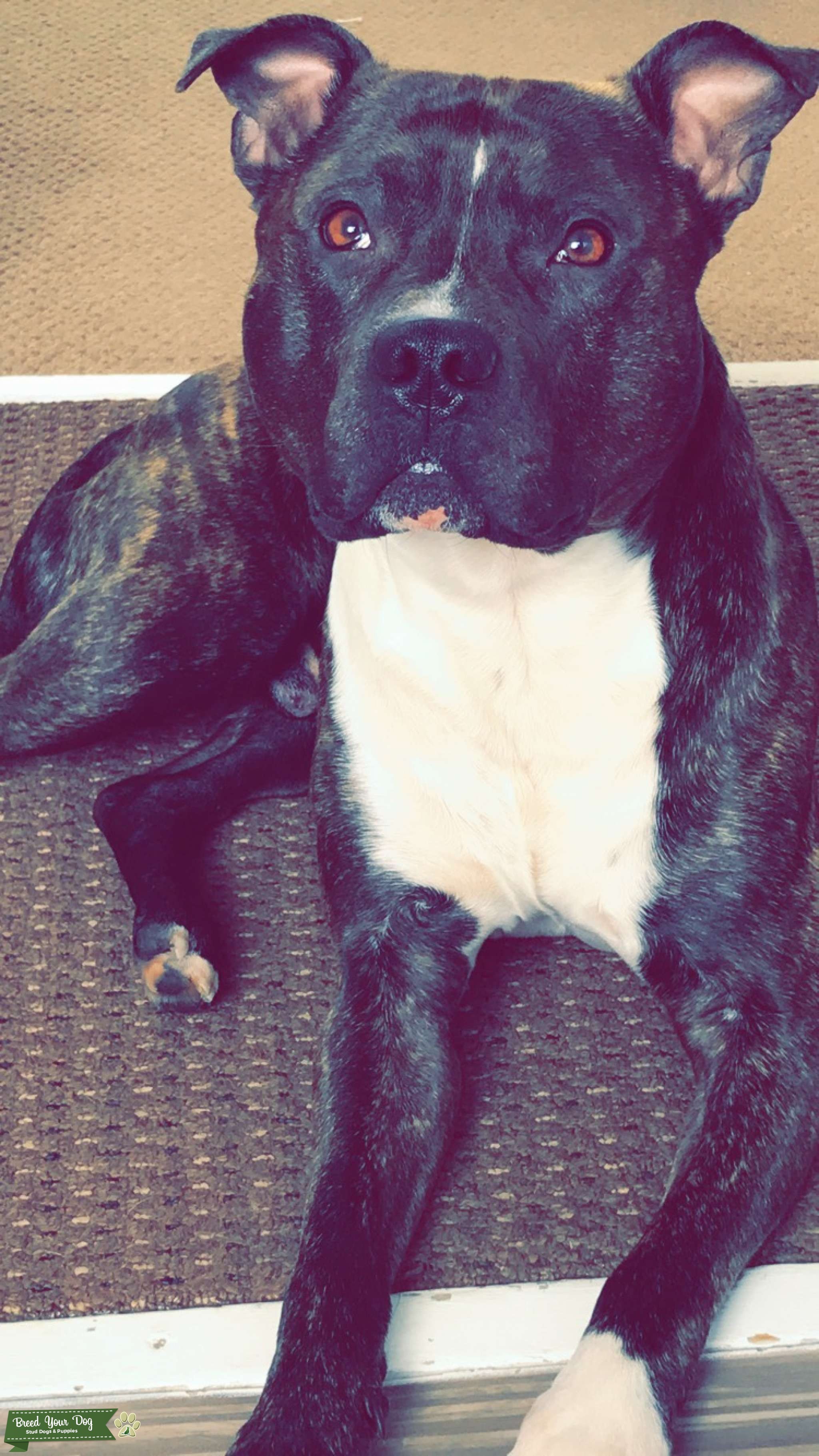 Handsome Large stud!!! £300 - Stud Dog in Mansfield, the United States ...