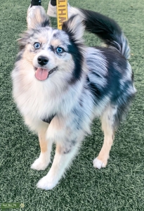 Blue Merle Pomsky Stud - Stud Dog Miami, FL - Breed Your Dog