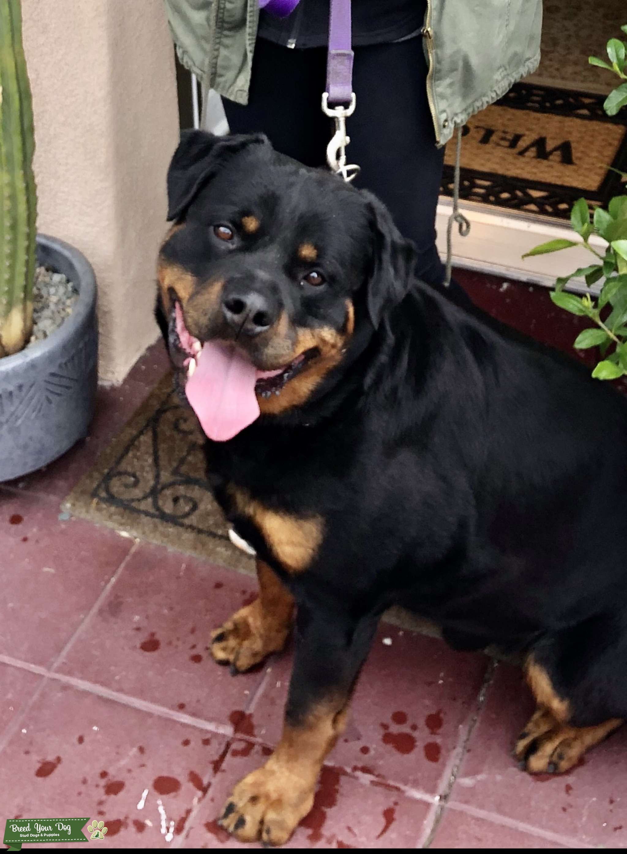 Handsome Rott Searching for his Princess Rott-ie - Stud Dog in Los ...