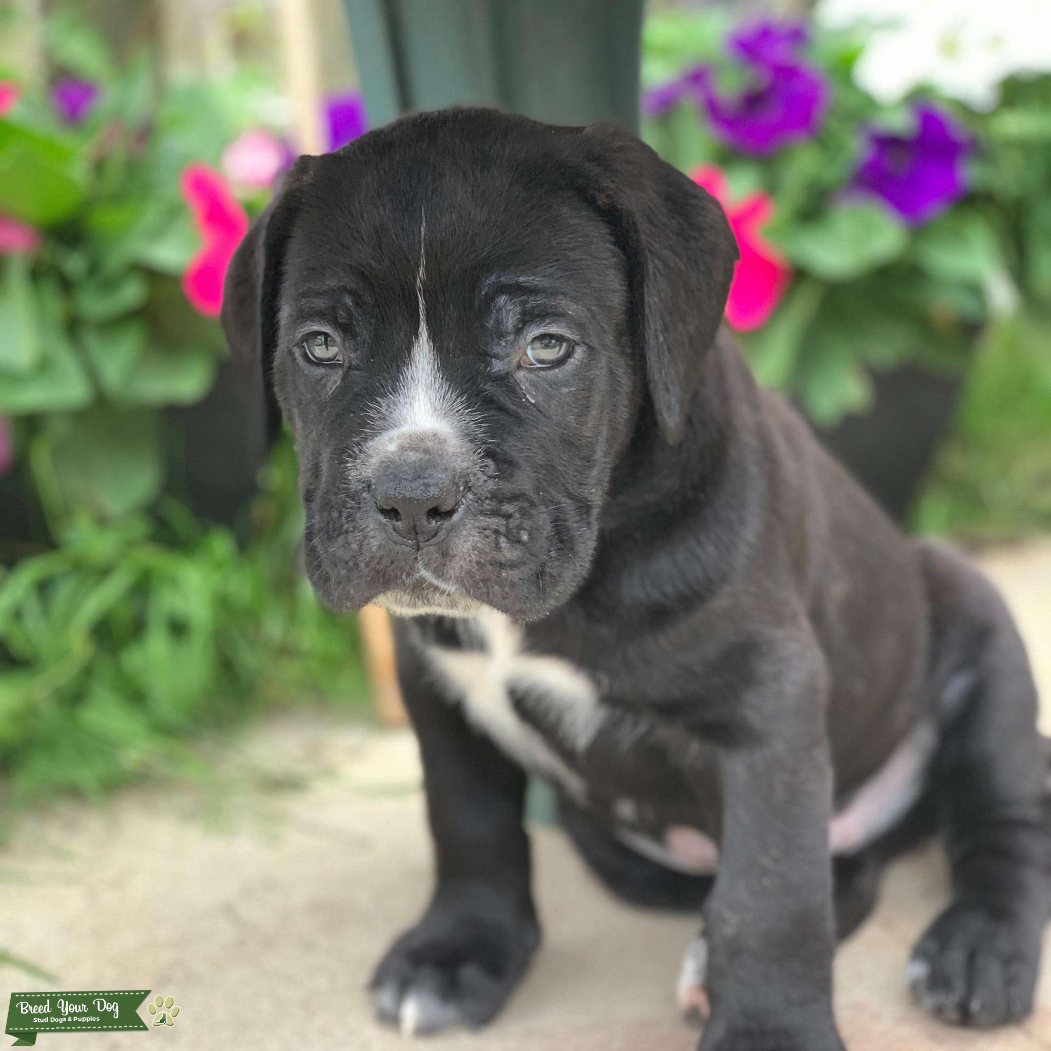 Cane Corso 4 Stud - Stud Dog in Kent, United States | Breed Your Dog