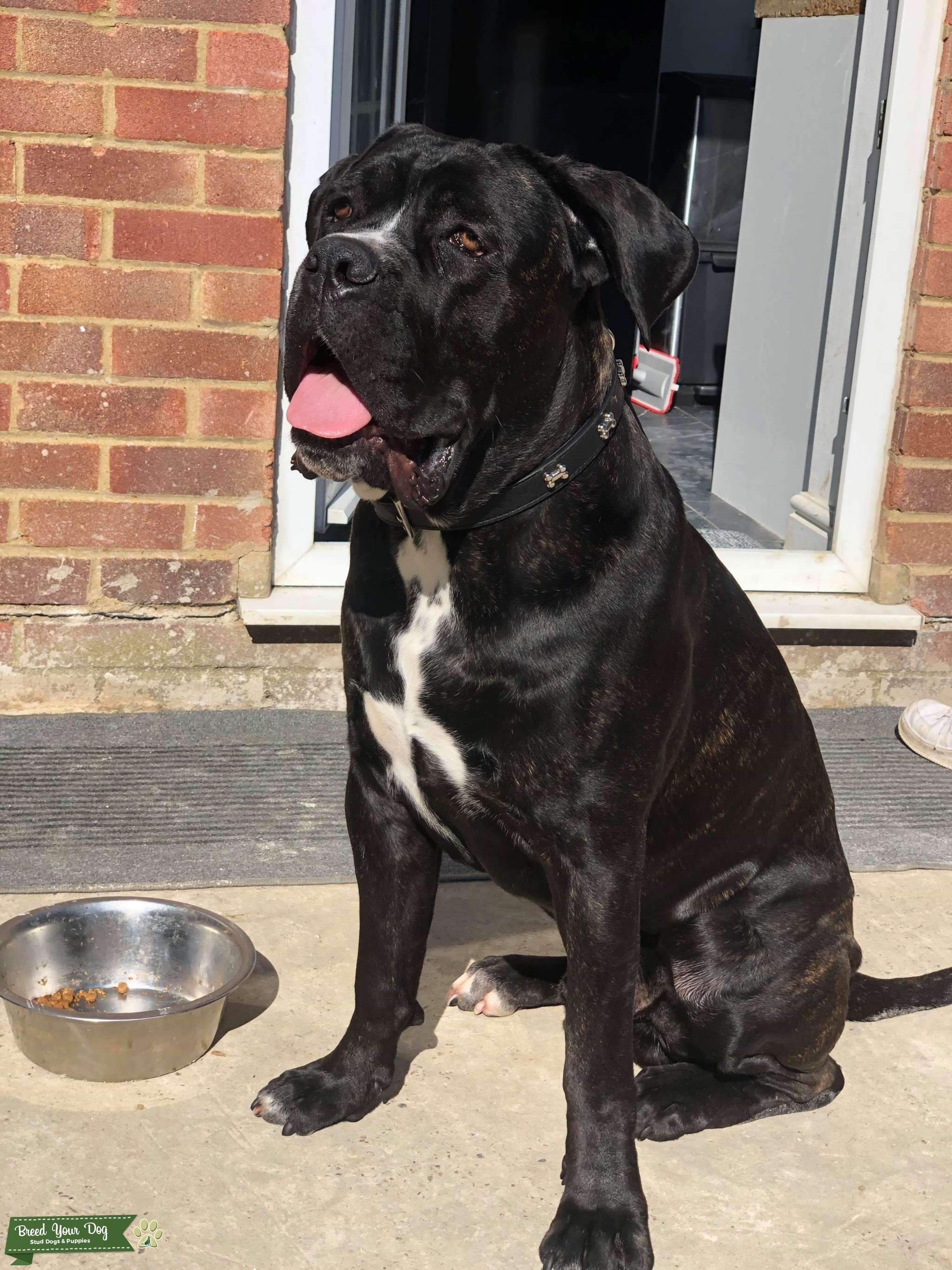 Cane Corso 4 Stud - Stud Dog in Kent, United States | Breed Your Dog