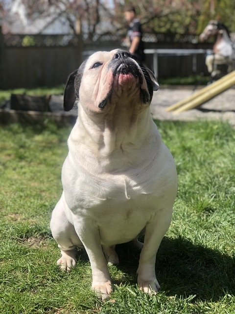 Handsome purebred American Bulldog - Stud Dog in BC, the United States ...