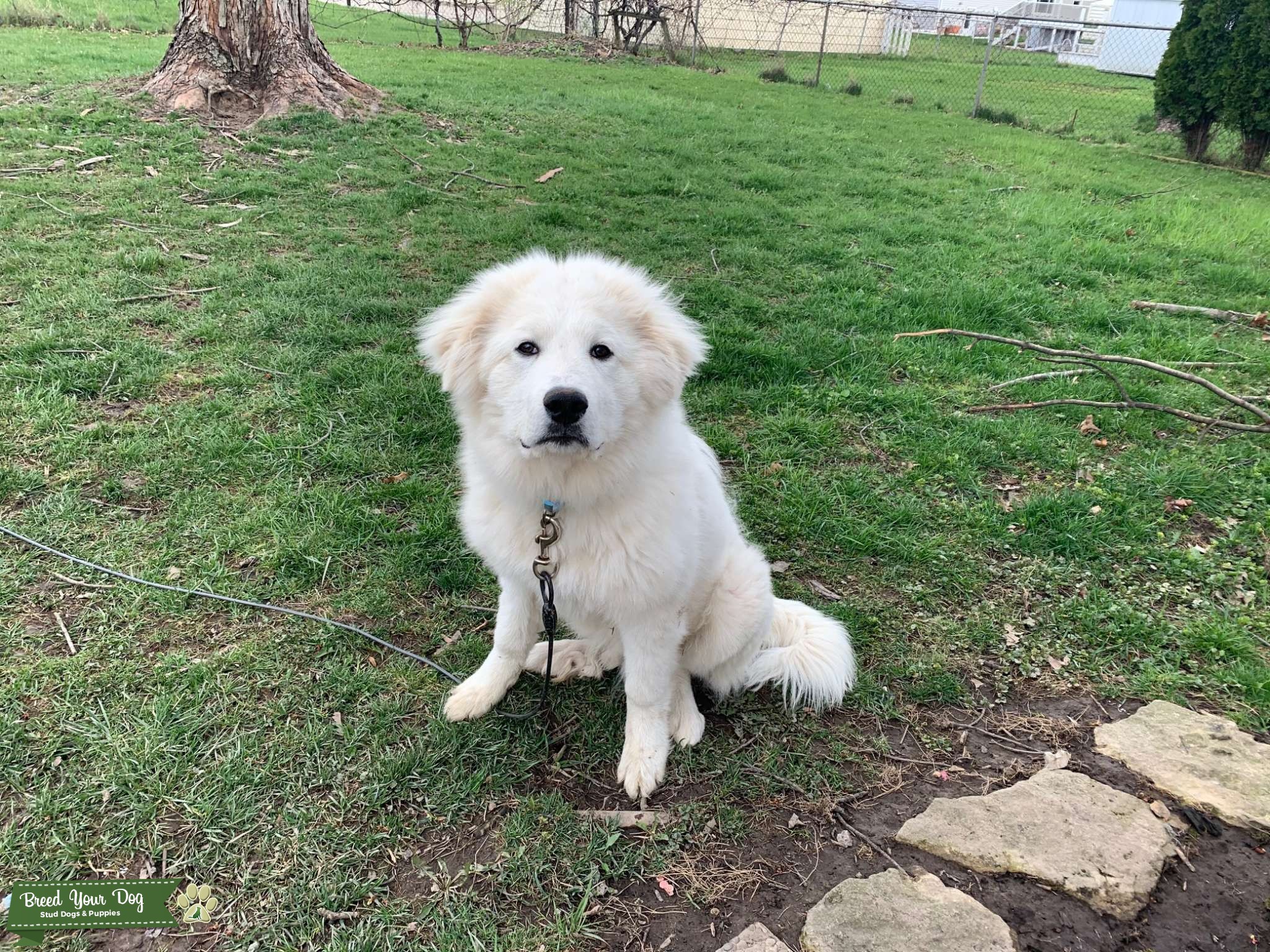 Great Pyrenees Male - Stud Dog Indiana - Breed Your Dog