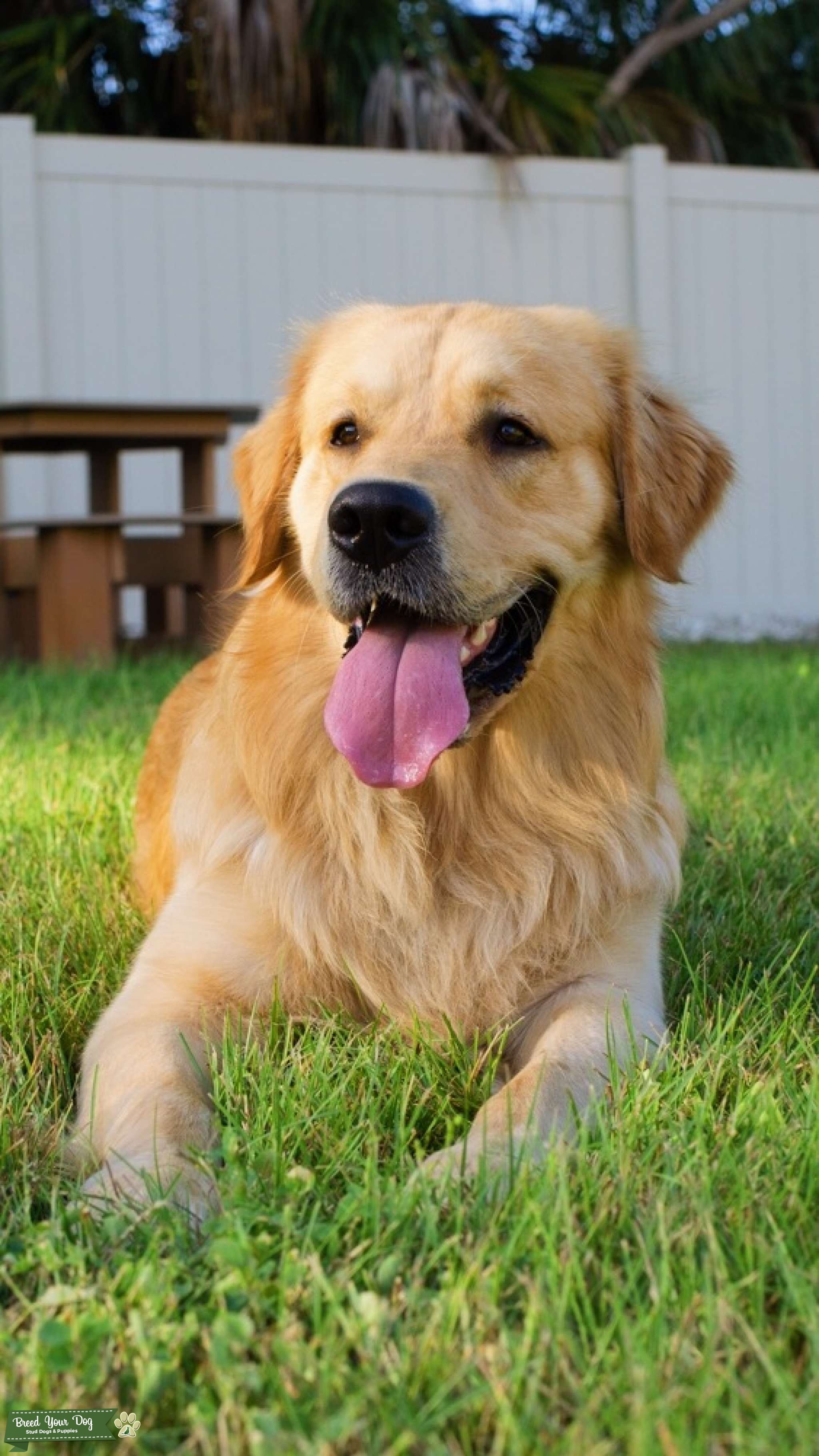 Handsome, Large, and Goofy Golden Retriever - Stud Dog in Florida, the ...