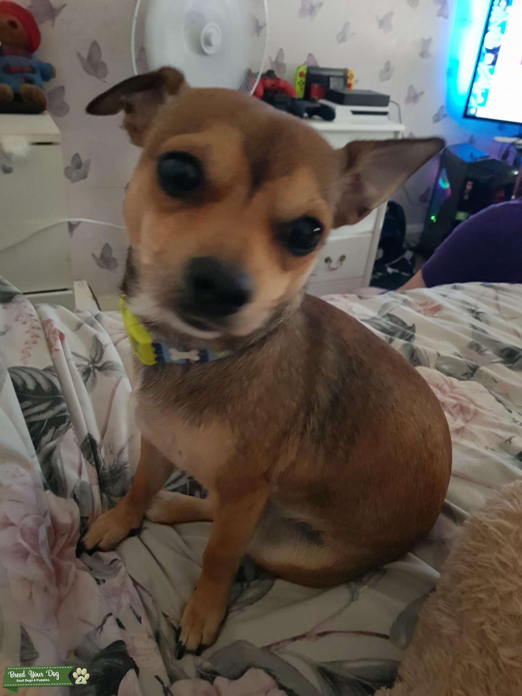 Stud available jackawawa - Stud Dog in Tyne and Wear, the United States ...