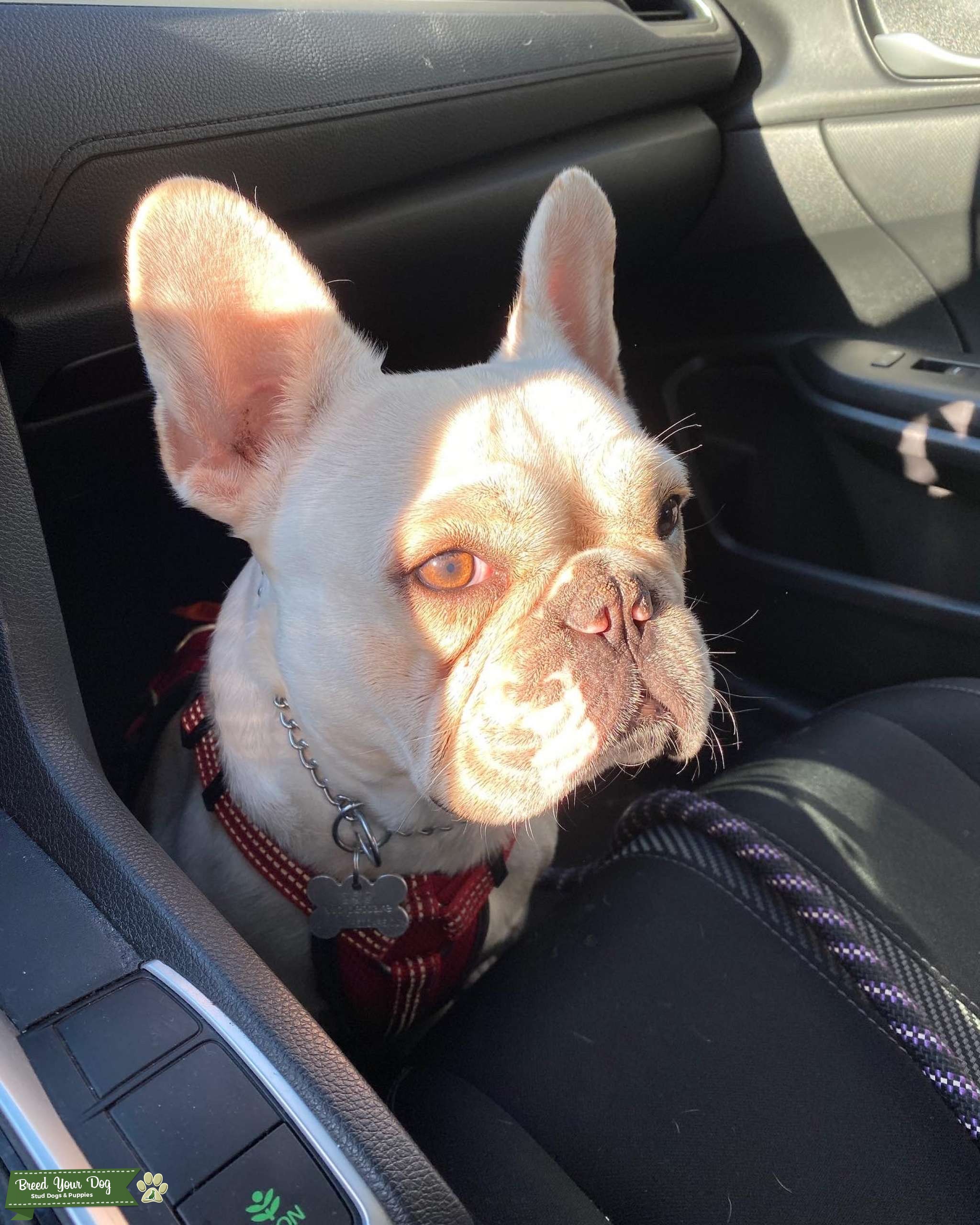 White Beige spotted Frenchie - Stud Dog in New Jersey , the United ...