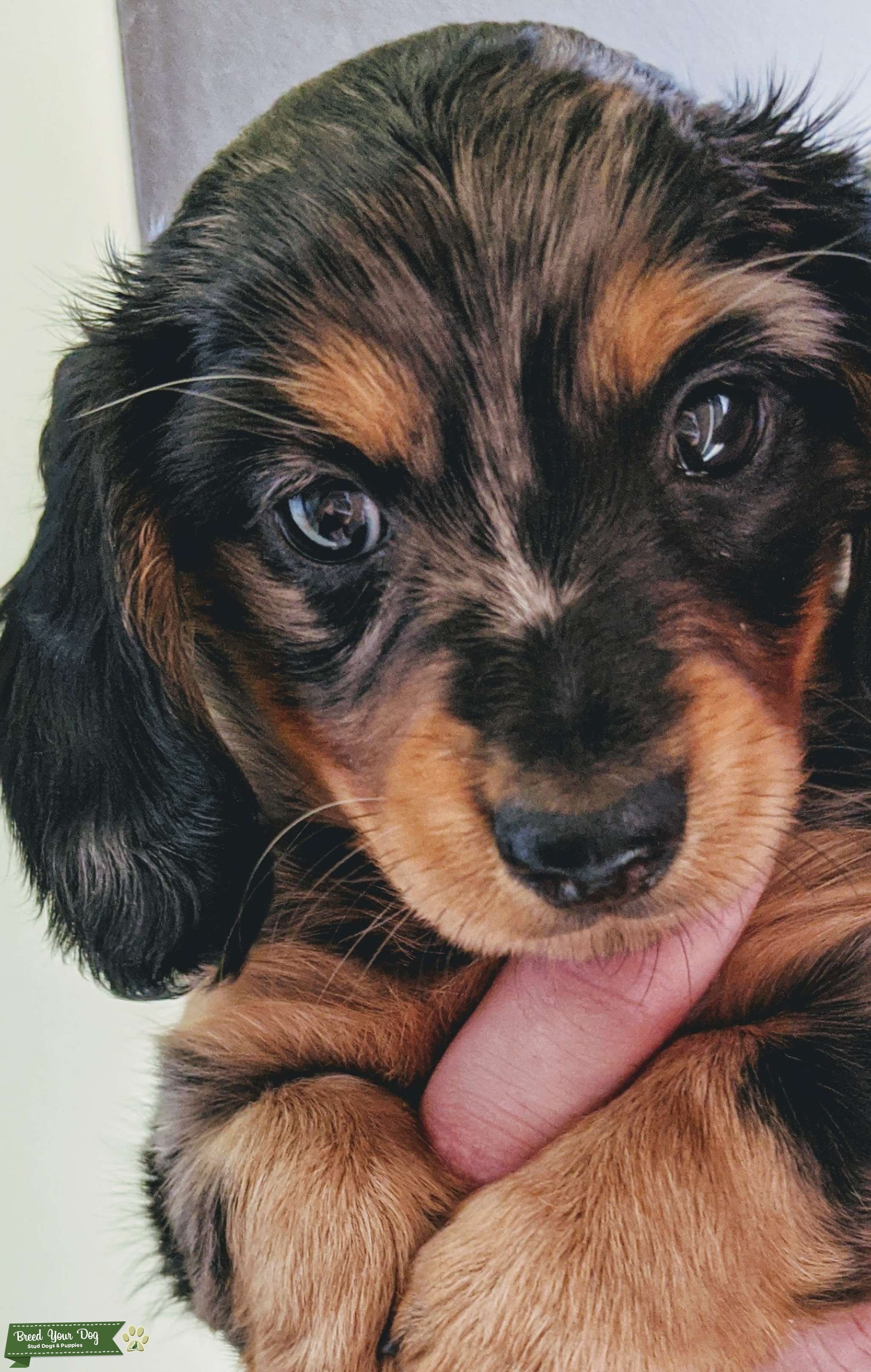 Looking for a stud for my female - Stud Dog in CA, the United States ...