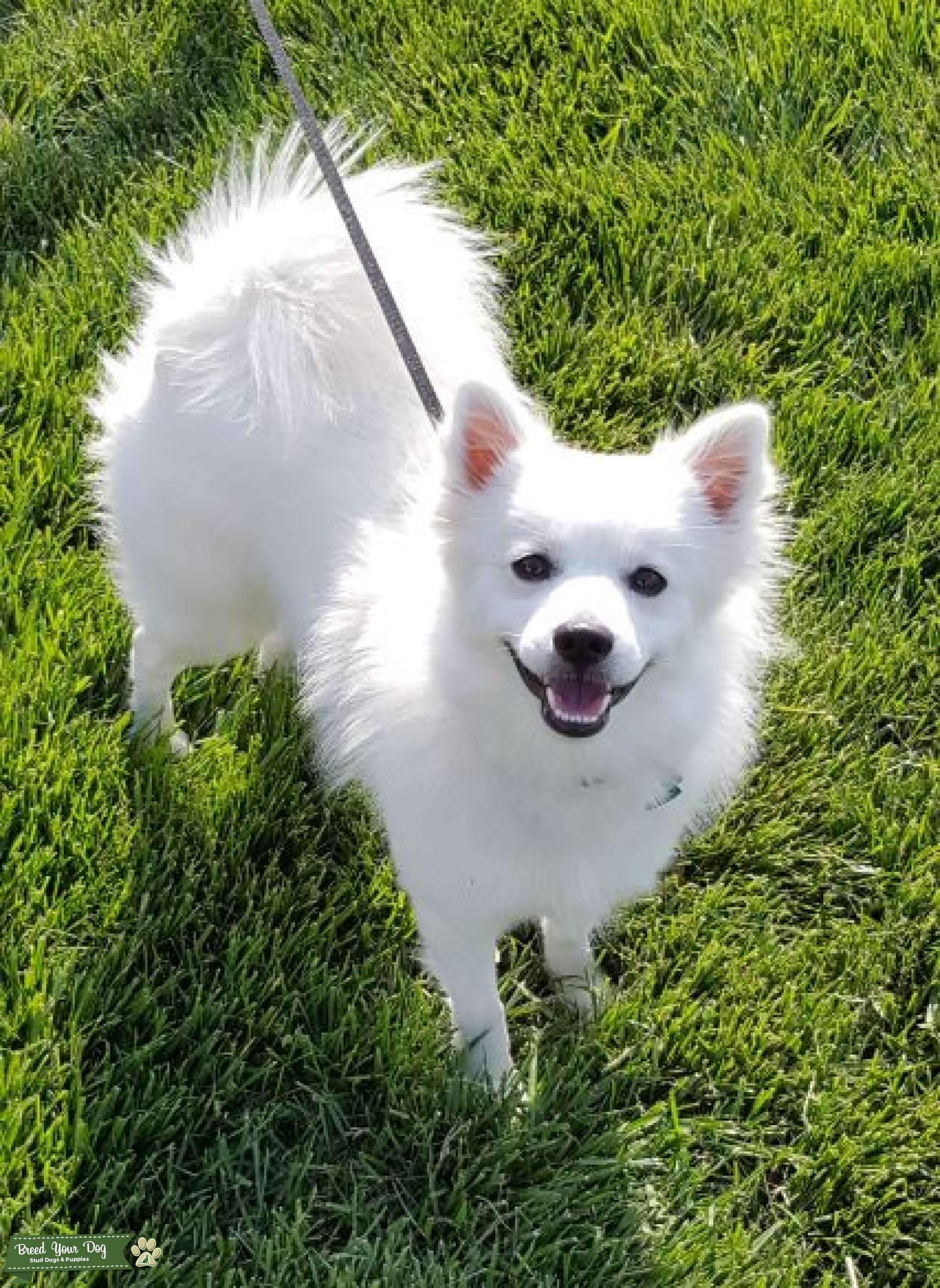 Miniature Alaskan Eskimo