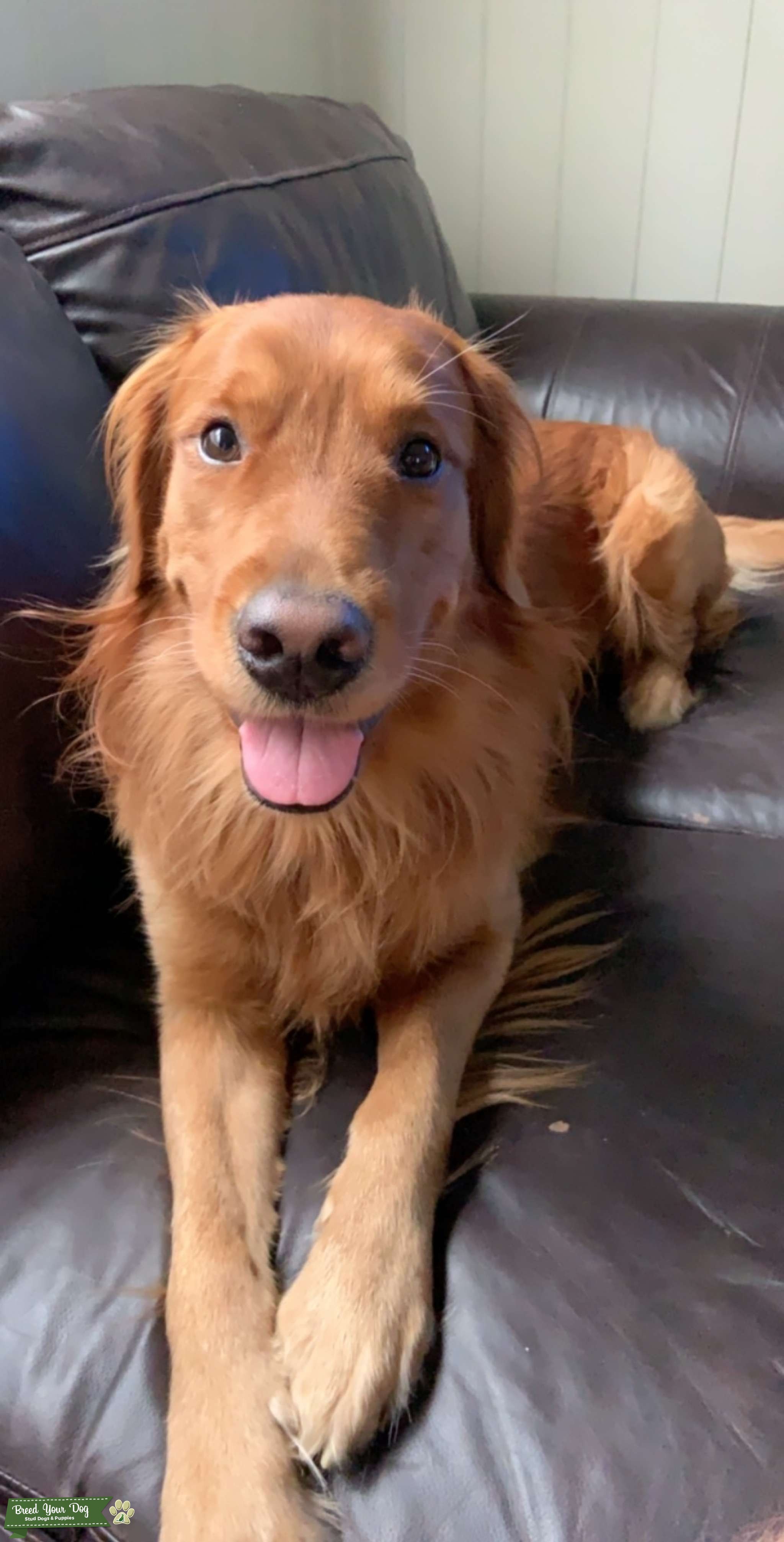 Golden Retriever Male - Stud Dog in South Georgia/North Florida, United ...