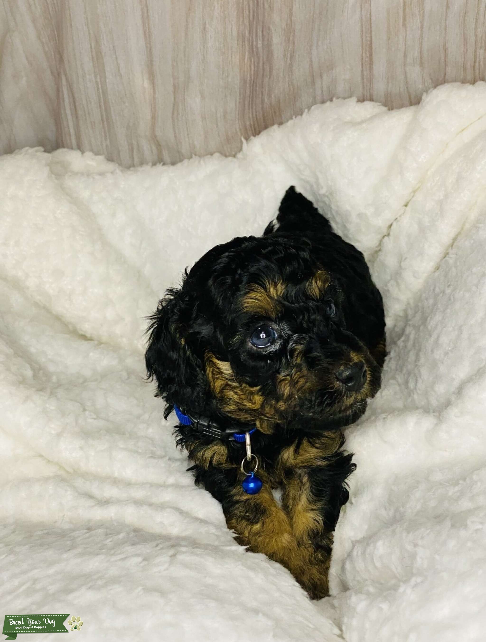 AKC Miniature Phantom Poodle for Stud(PROVEN) - Stud Dog in Tennessee ...