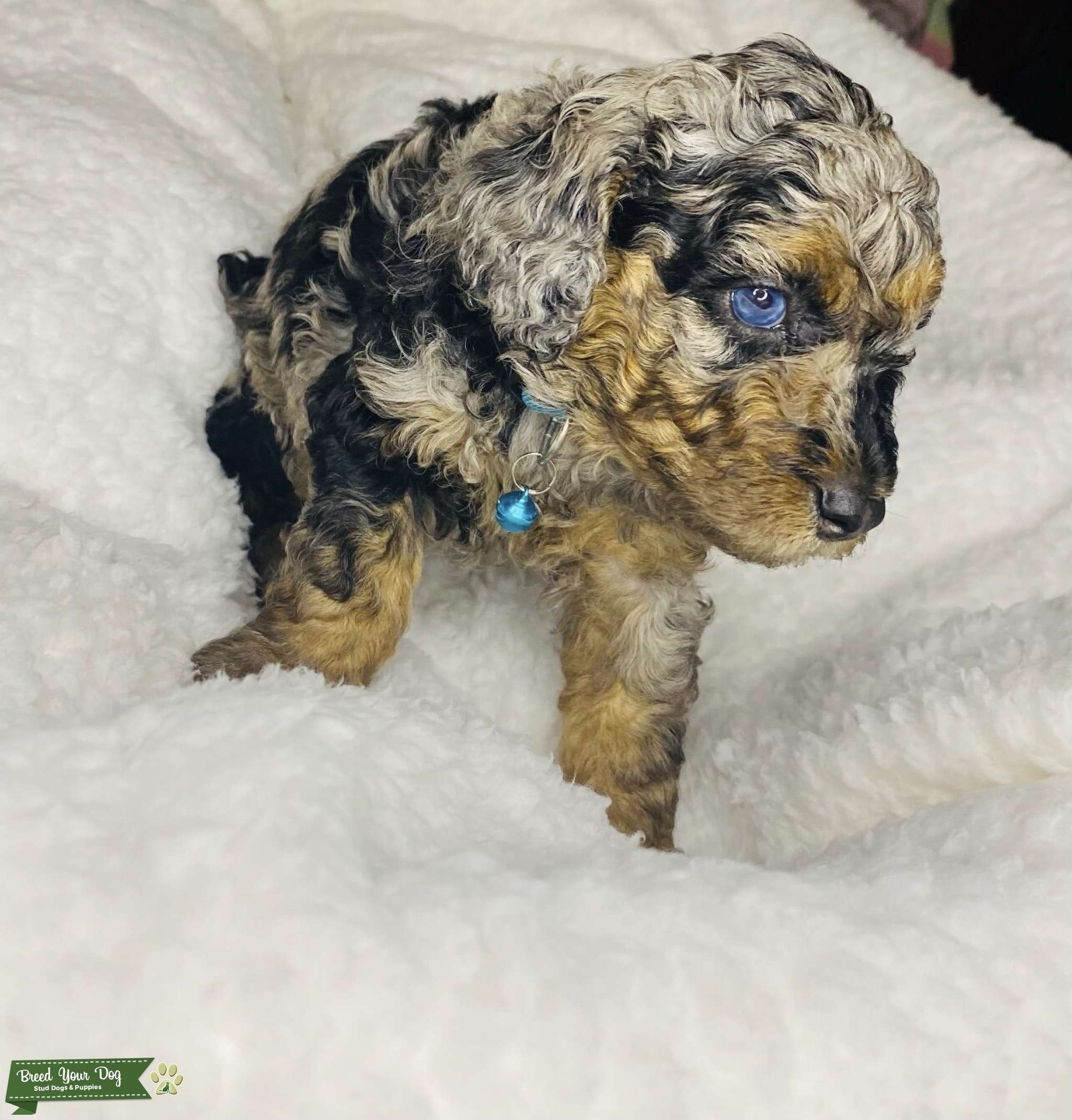 AKC Miniature Phantom Poodle for Stud(PROVEN) - Stud Dog in Tennessee ...