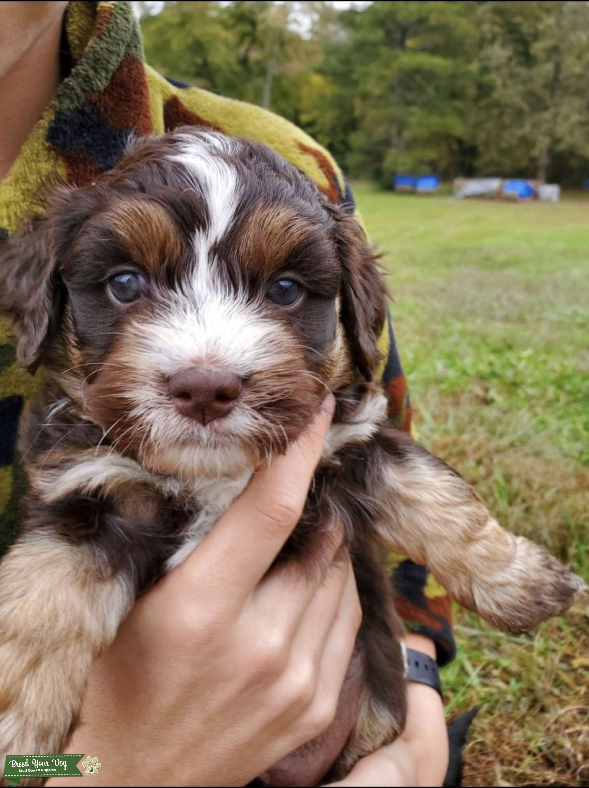 AKC Miniature Phantom Poodle for Stud(PROVEN) - Stud Dog in Tennessee ...