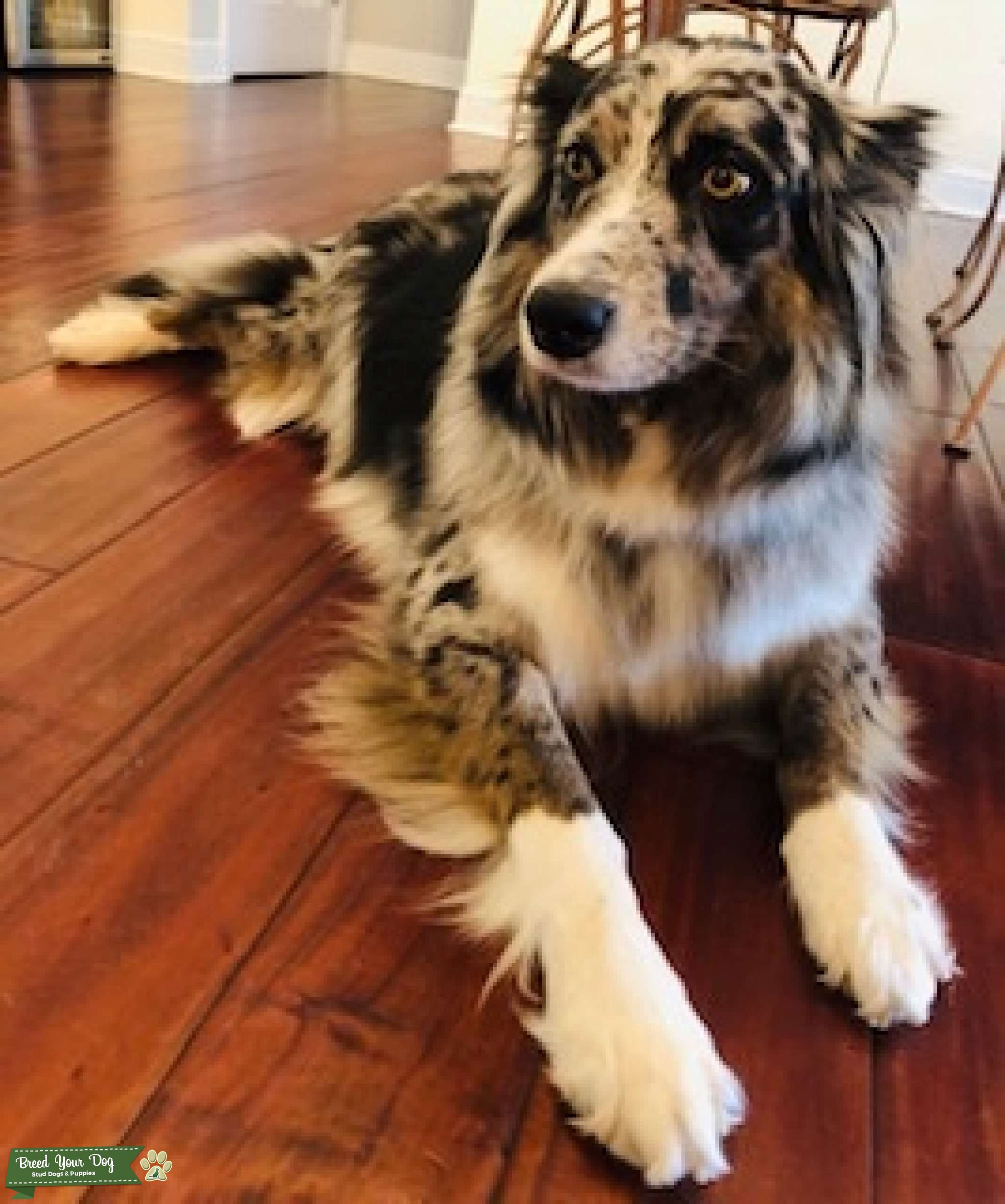 Blue merle female border collie - Stud Dog in Florida, the United ...