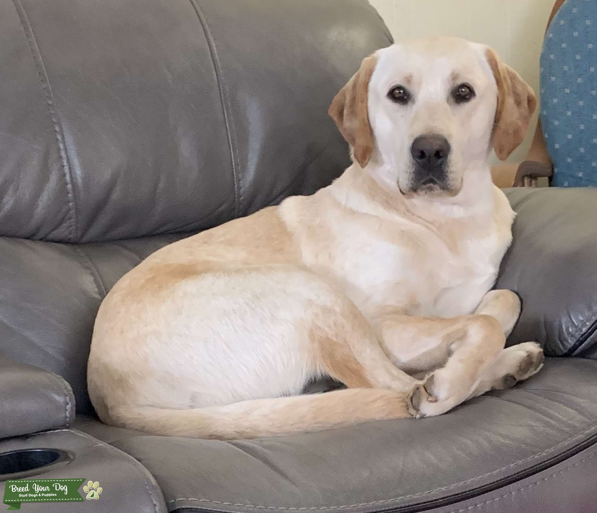 Labrador retriever - Stud Dog in North east , United States | Breed ...