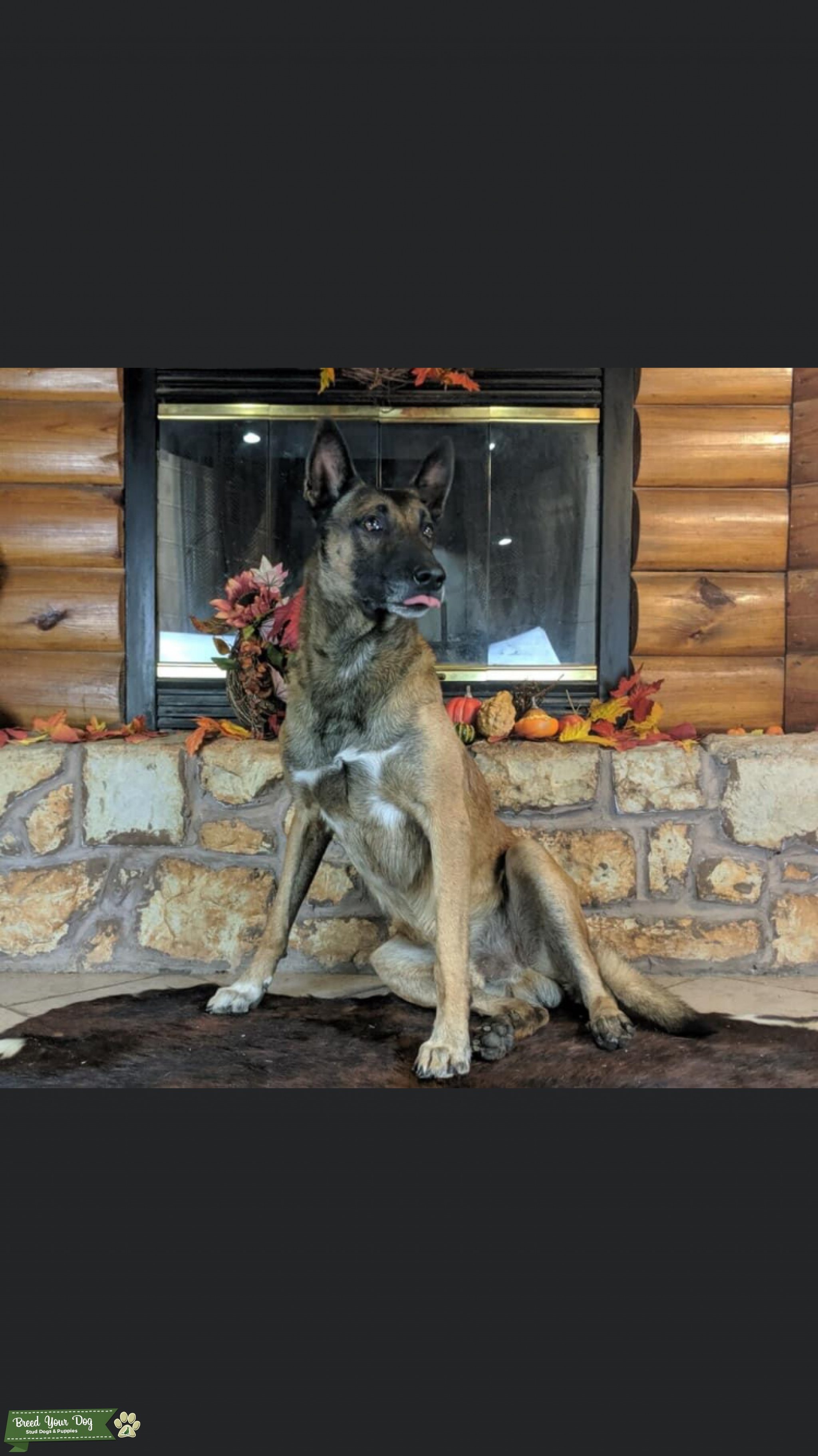 World champion Belgian Malinois - Stud Dog in Oklahoma , Nepal | Breed ...