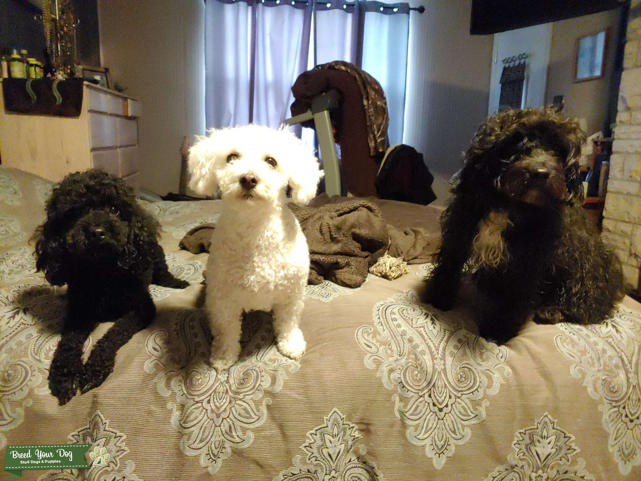 Black Miniature Poodle - Stud Dog in KS, United States | Breed Your Dog