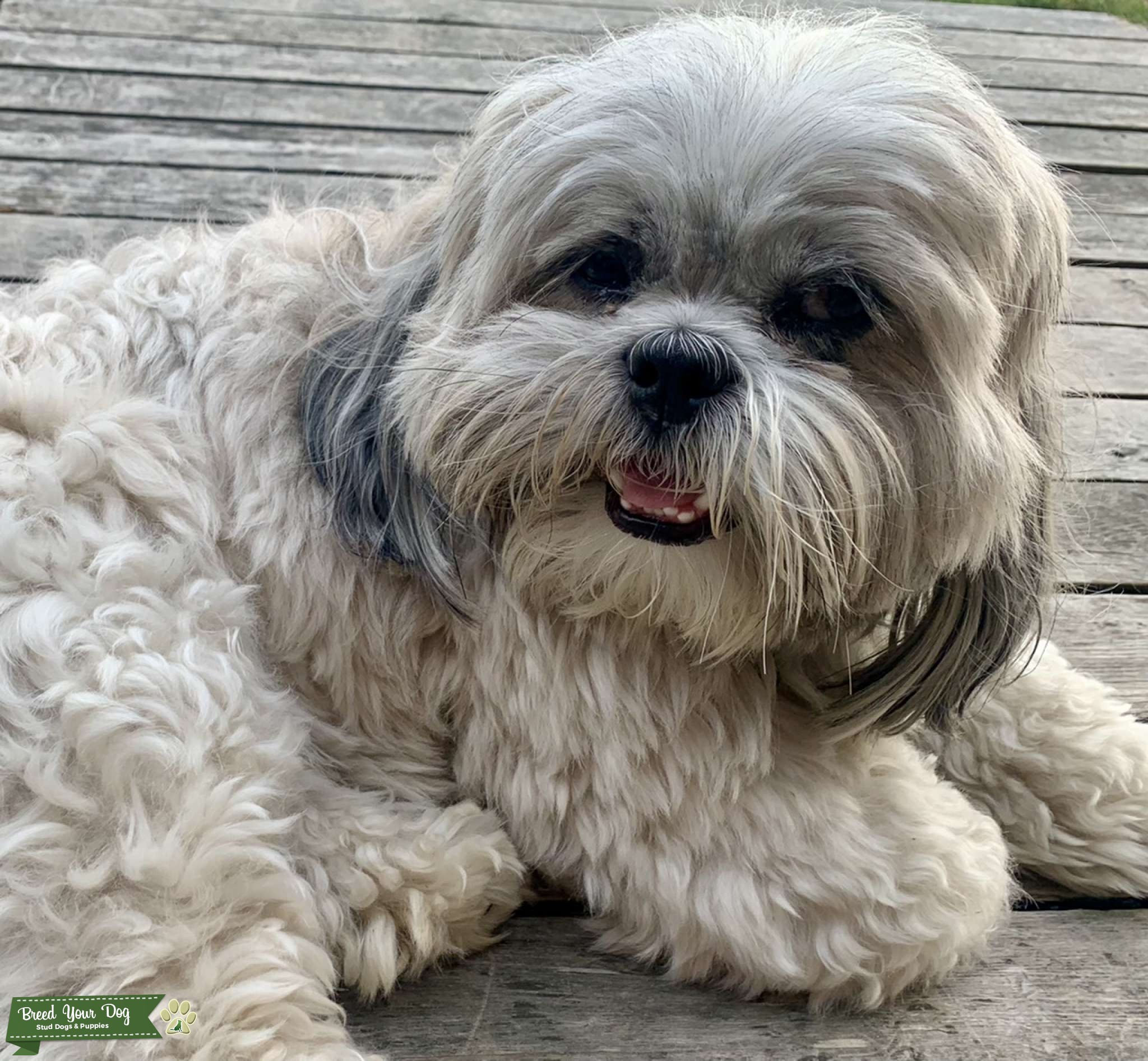 Spud the Shih Zhu Stud - Stud Dog in Alberta, the United States | Breed ...