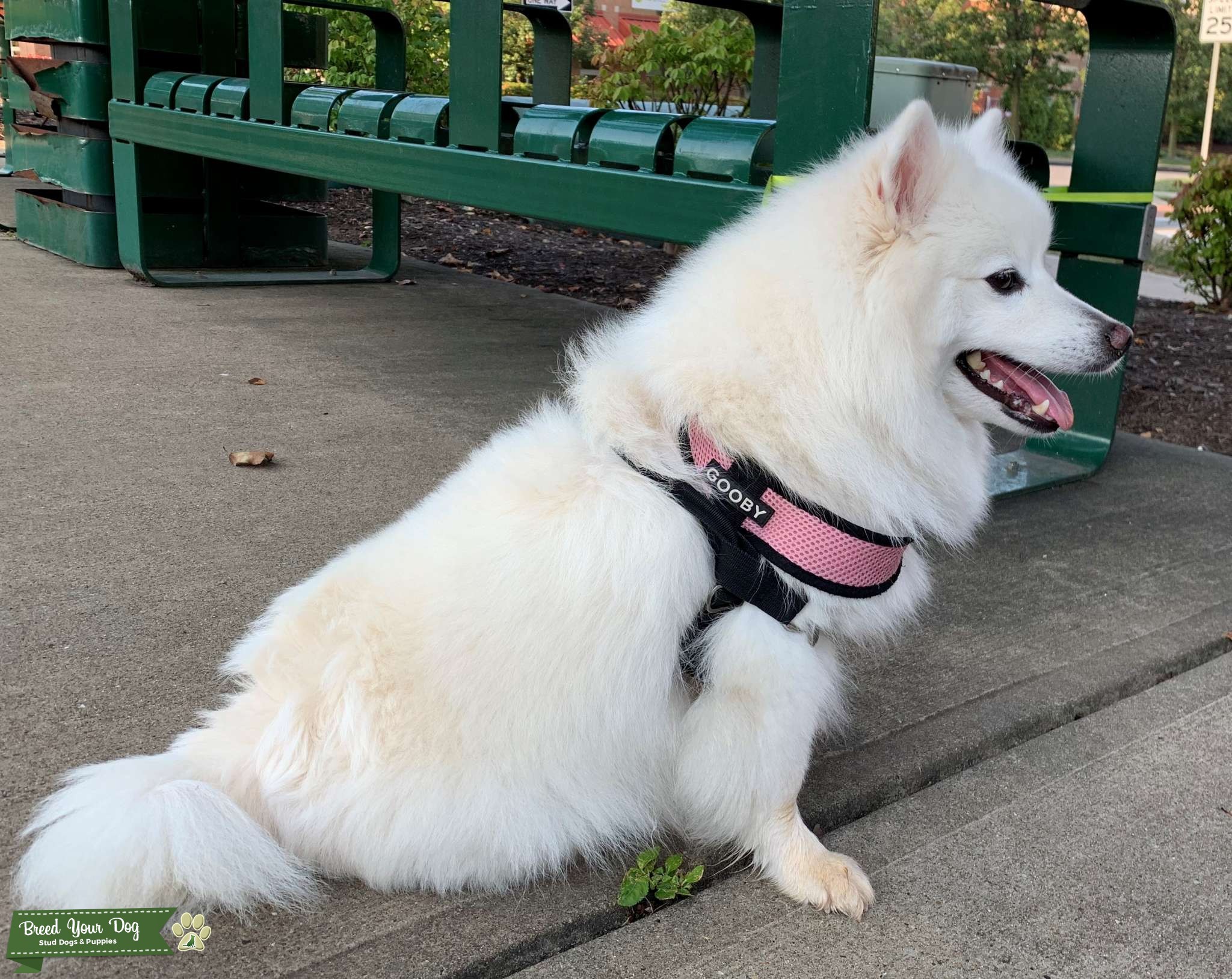Miniature American Eskimo (female) - Stud Dog in PA, the United States ...