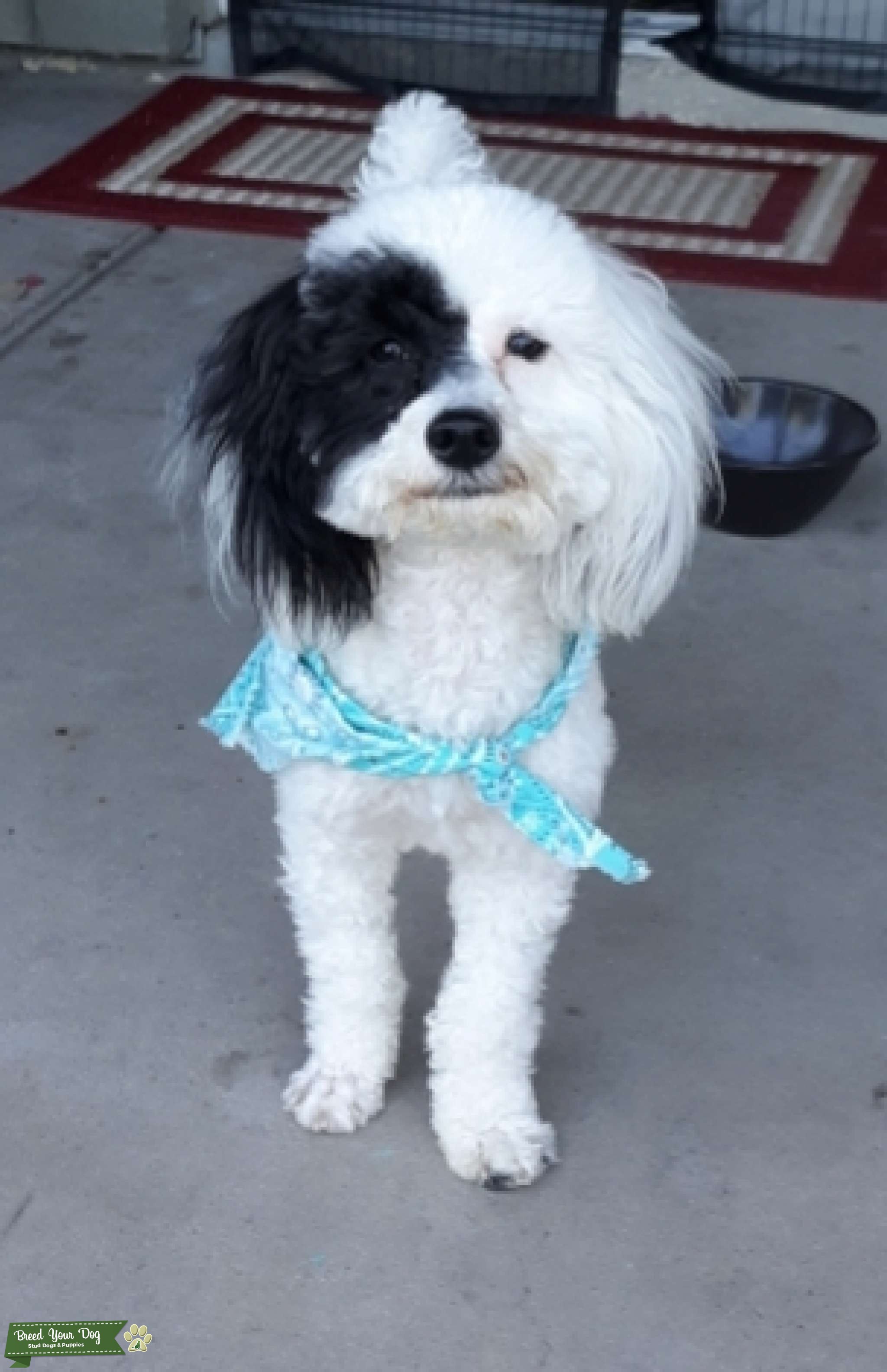 Perfect Mini Poodle - Stud Dog in AZ, United States | Breed Your Dog