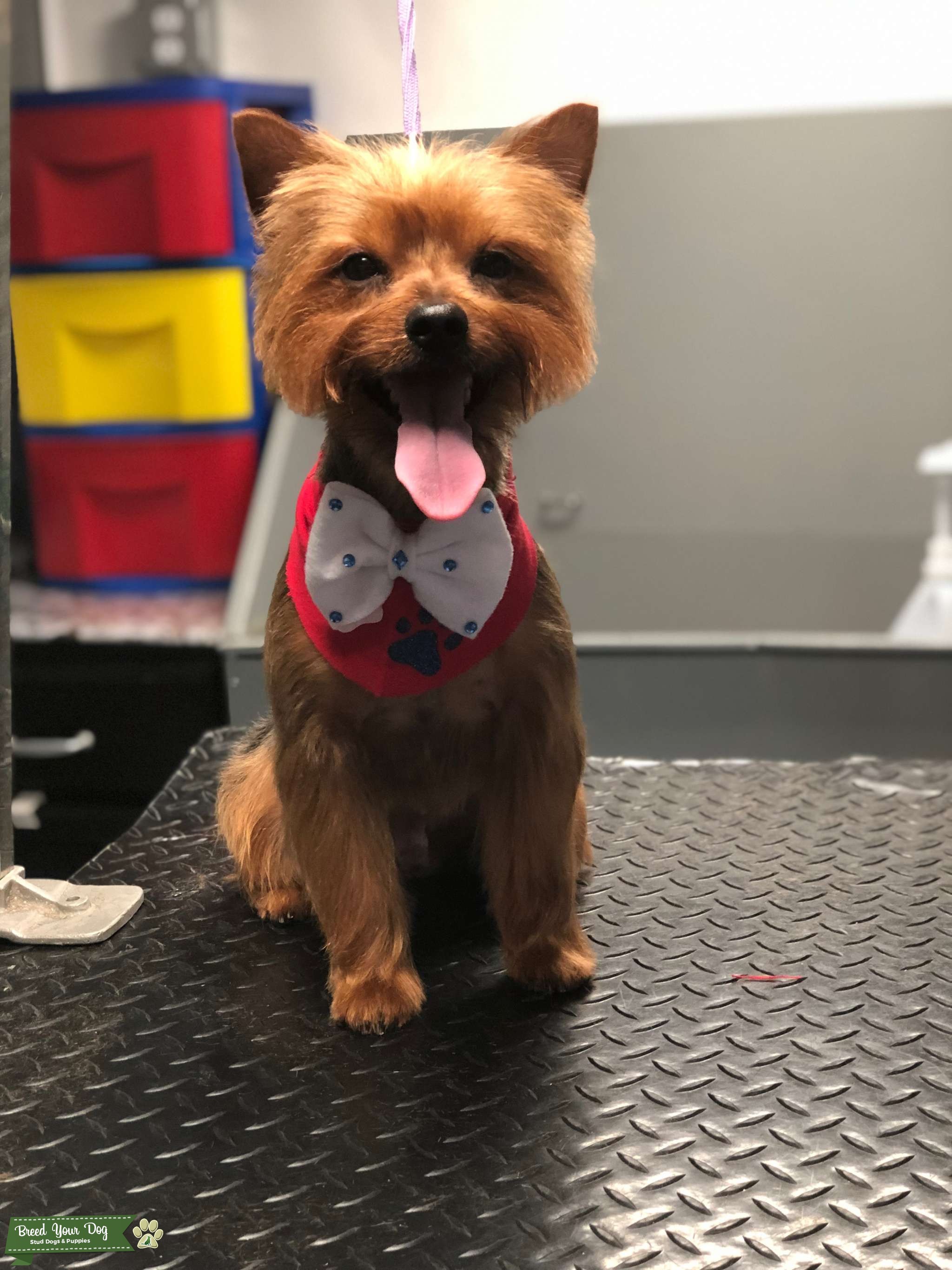 Pure Yorkie Terrier Stud - Stud Dog in Houston, the United States ...