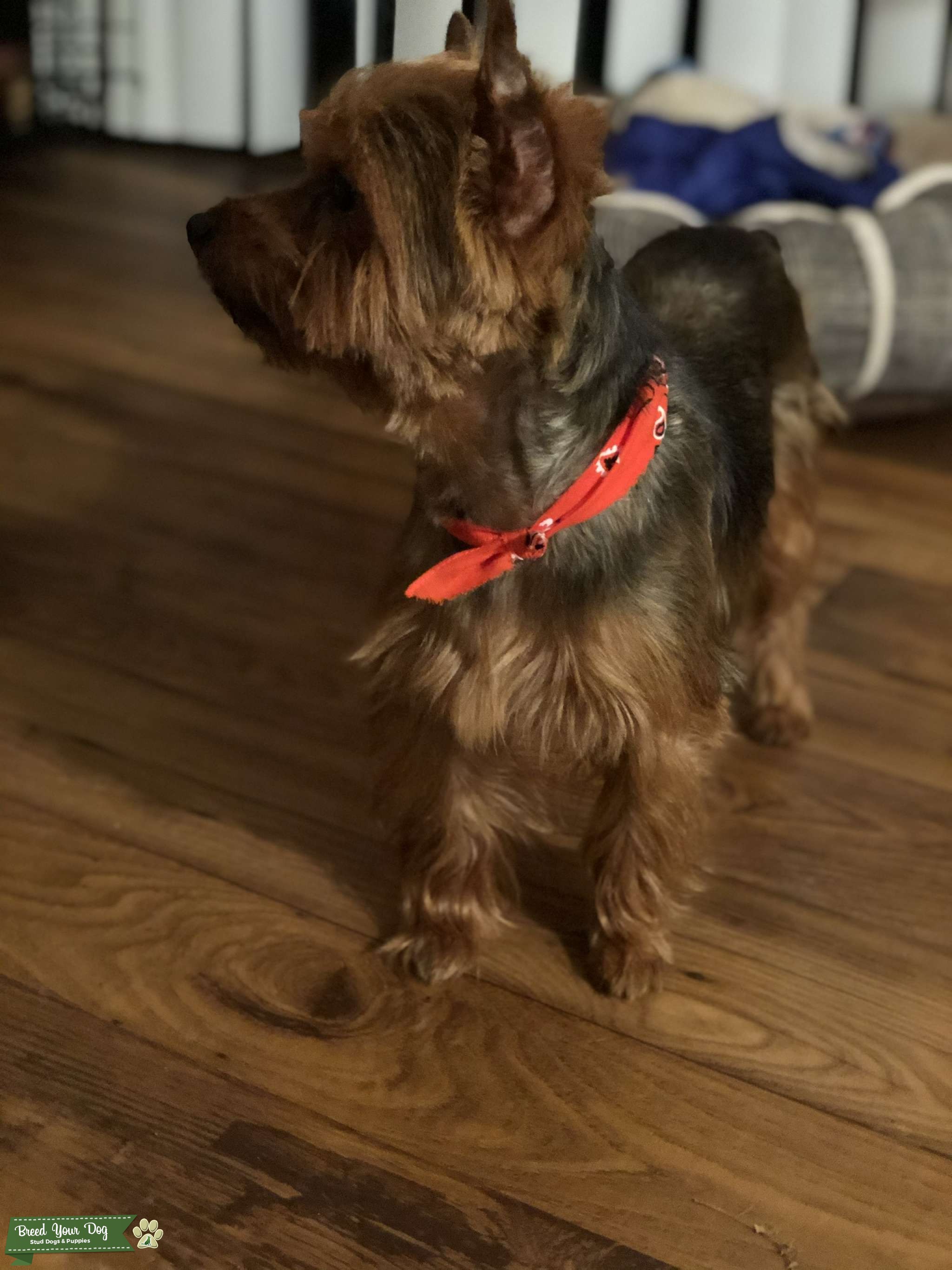 Pure Yorkie Terrier Stud - Stud Dog in Houston, the United States ...