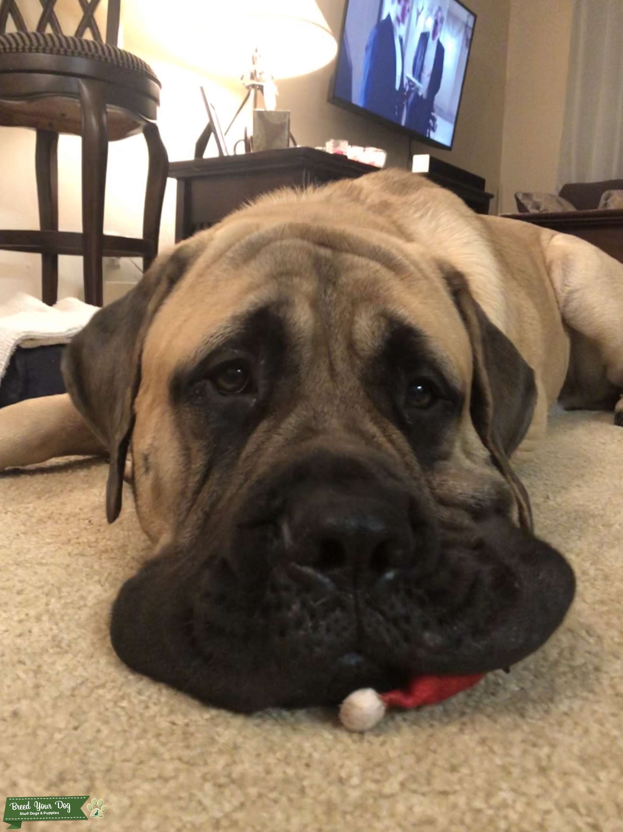 AKC English Mastiff - Stud Dog Midwest - Breed Your Dog