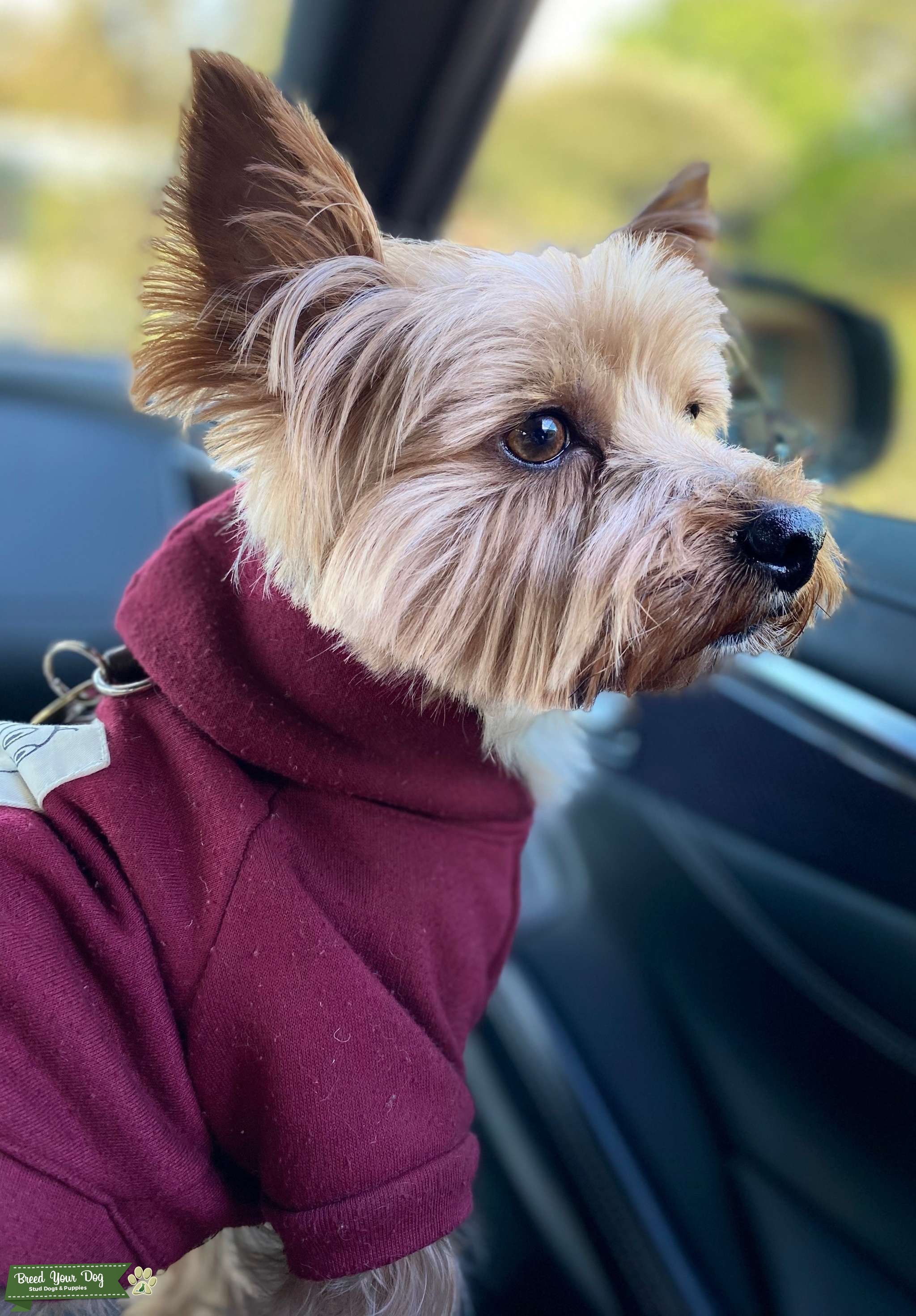 AKC Blue & Gold Yorkshire Terrier Stud - Stud Dog in Los Angeles ...