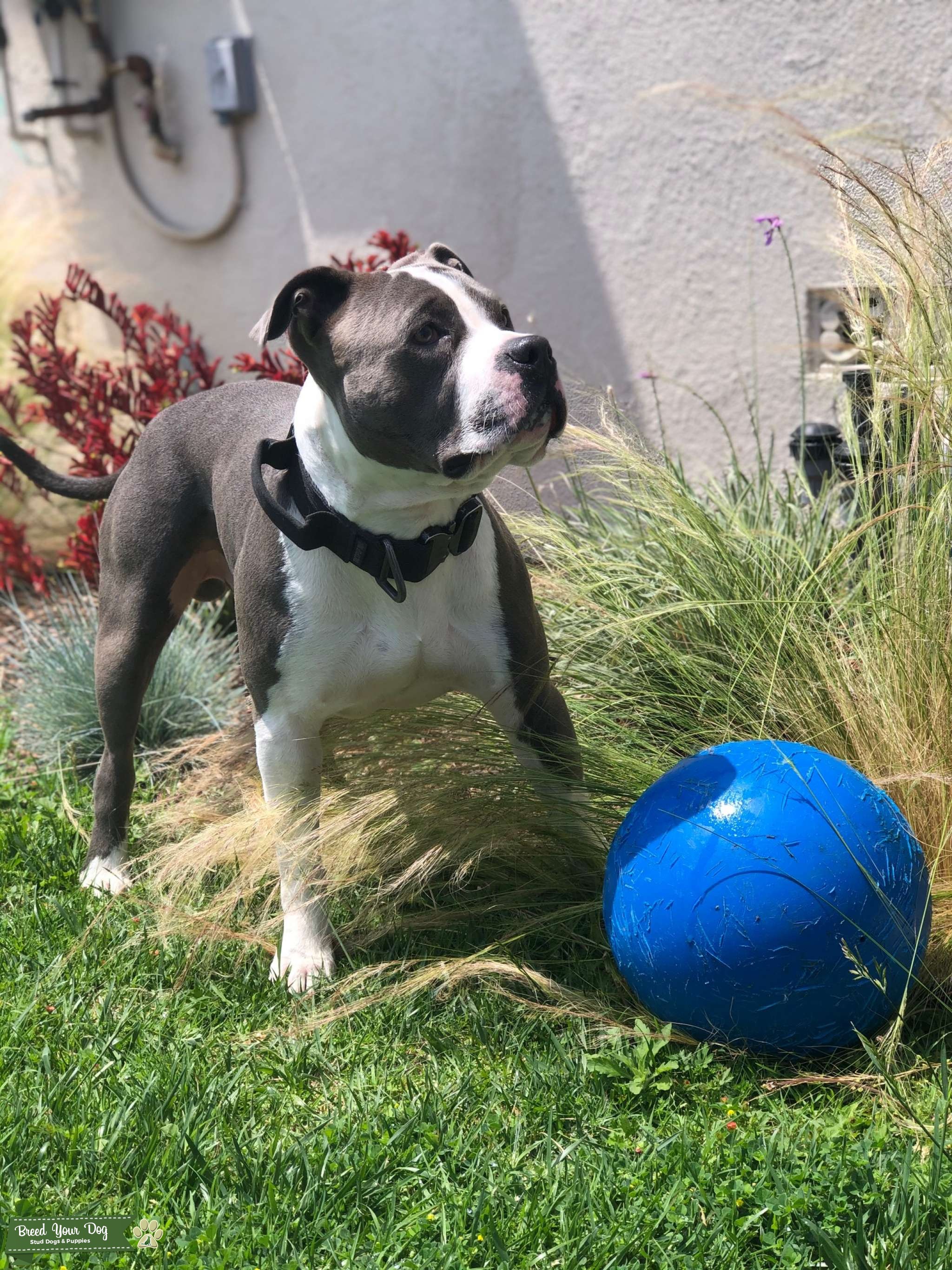American Bully Stud - Stud Dog in Southern California, United States ...