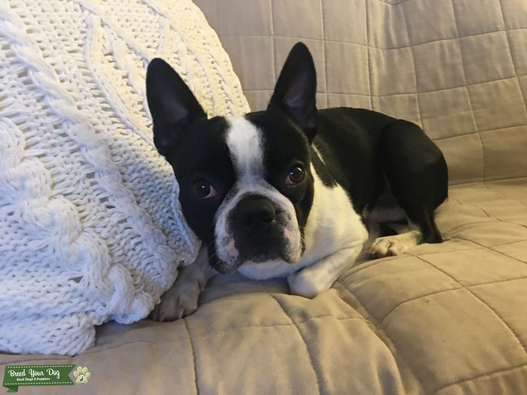 Boston Terrier Stud - Stud Dog Bear, DE - Breed Your Dog