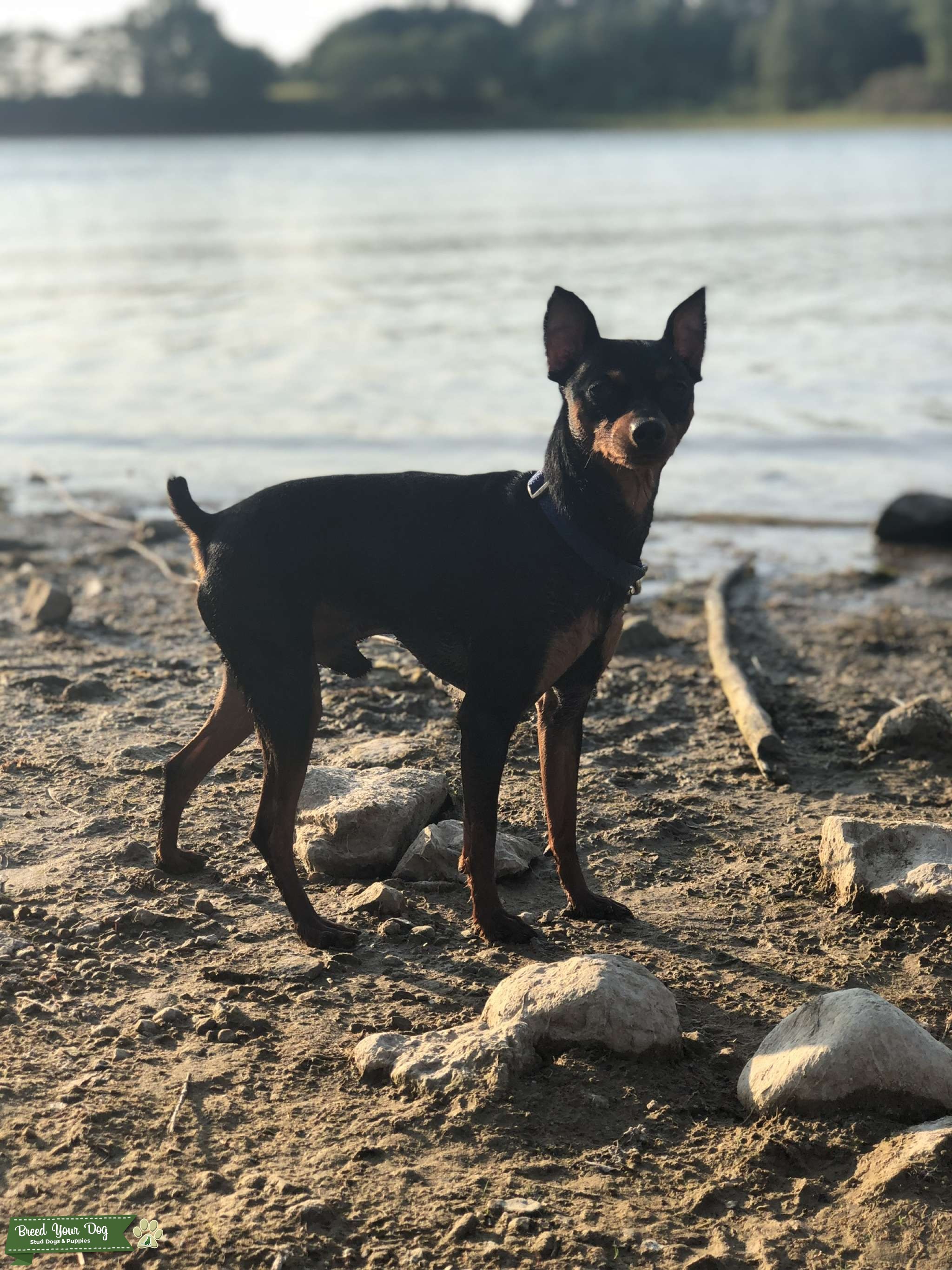 Miniature Pinscher Stud - Stud Dog in Missouri, the United States ...