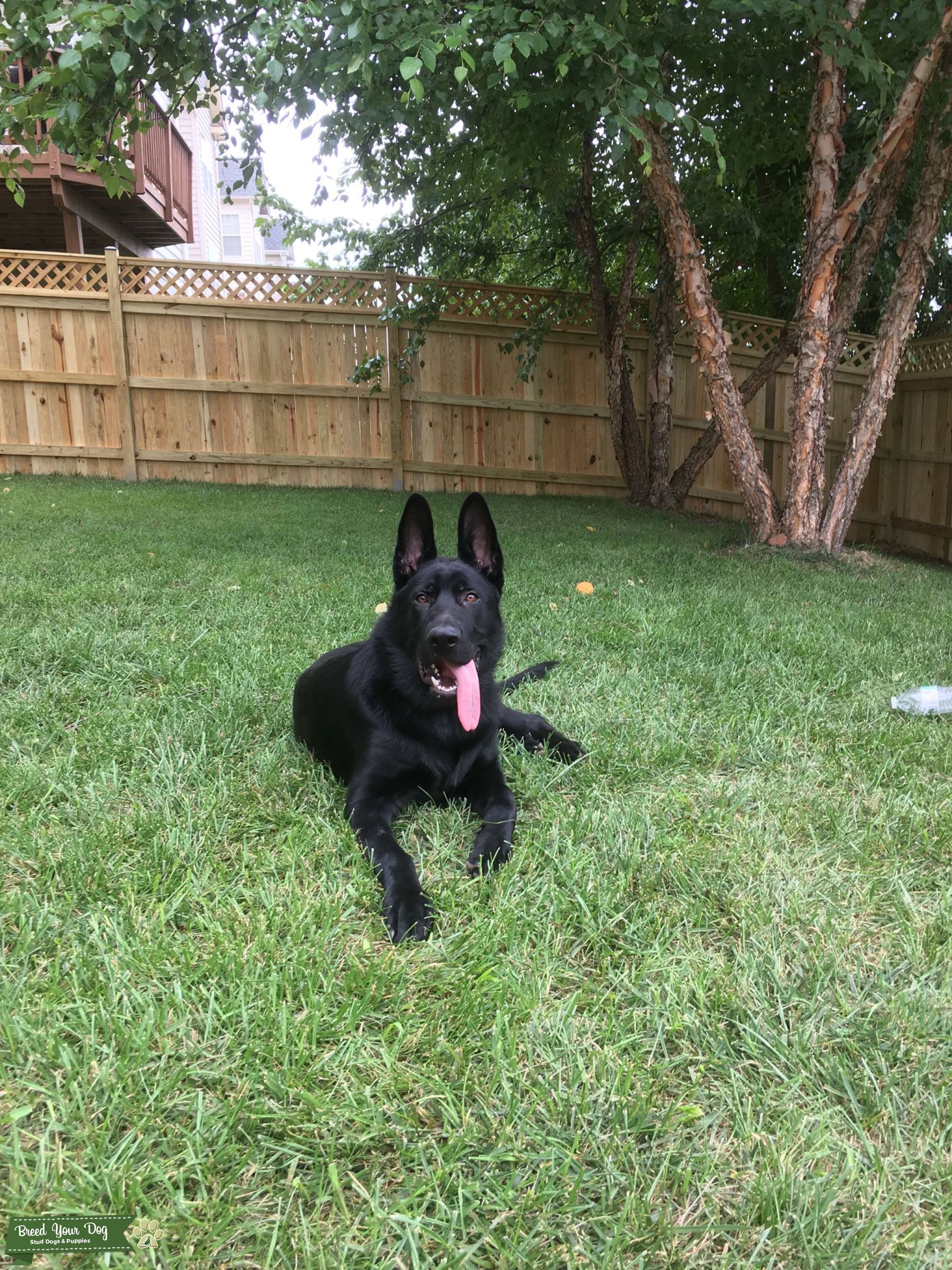 All Black Full Bred German Shepherd - Stud Dog in Pennsylvania , the ...