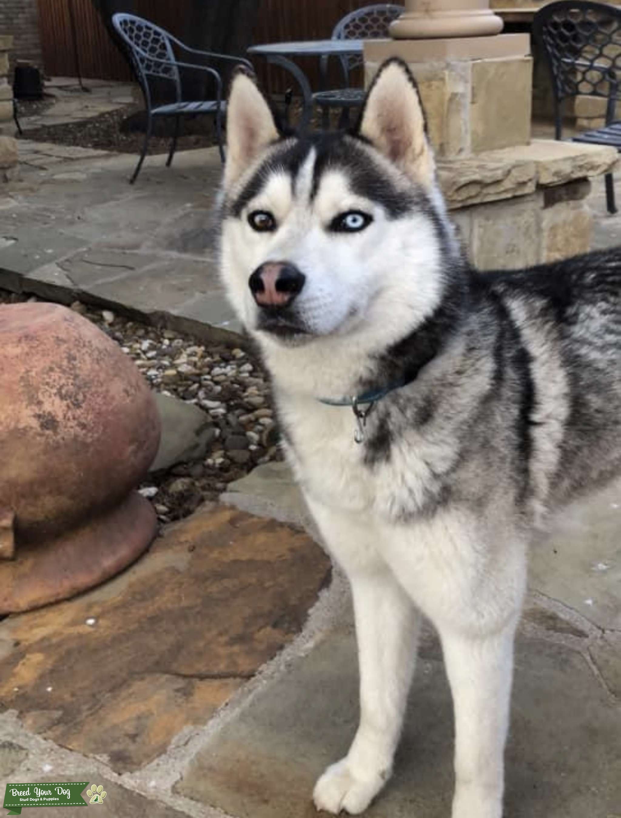 Gorgeous Male Husky - Stud Dog in Texas , the United States | Breed ...